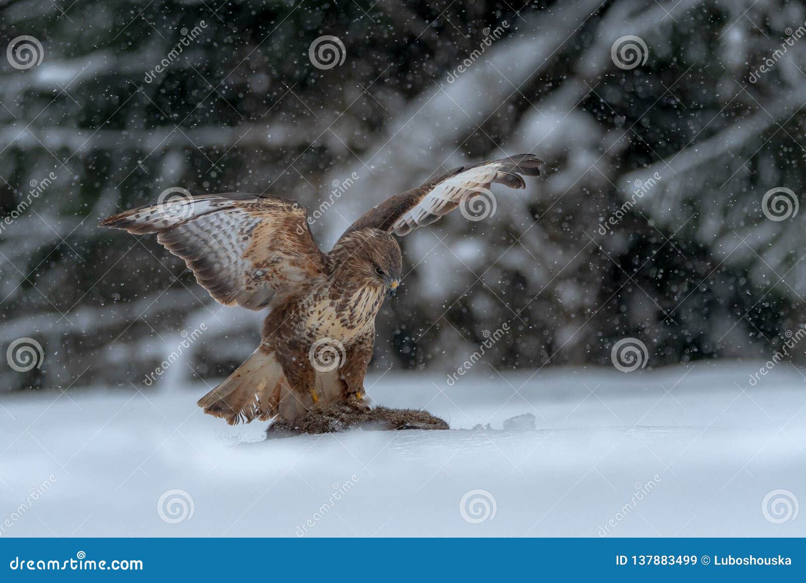 Common Buzzard, Bird of Prey in Winter. Stock Image - Image of life ...