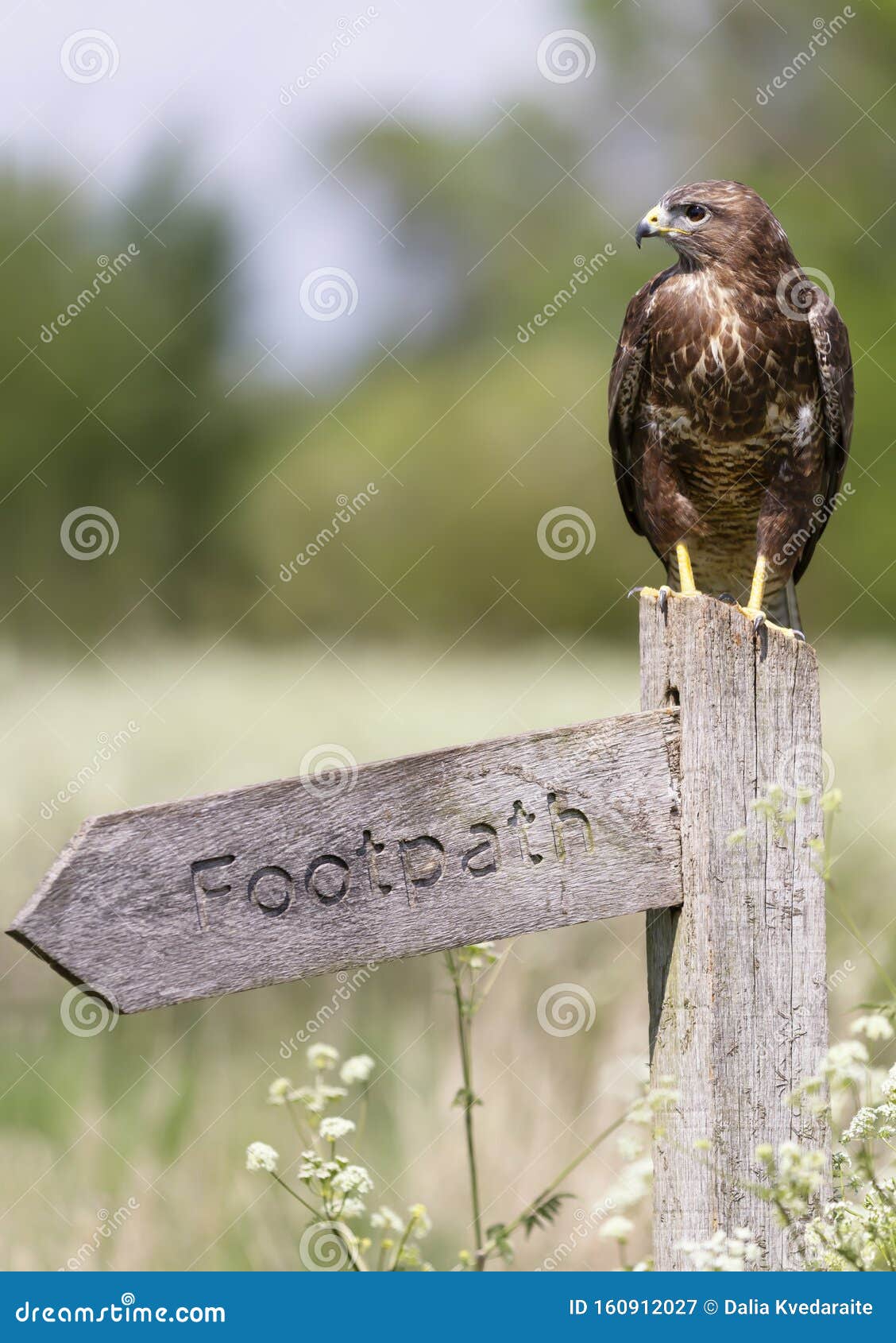 Common Buzzard Perched on a Footpath Post Stock Image - Image of ...