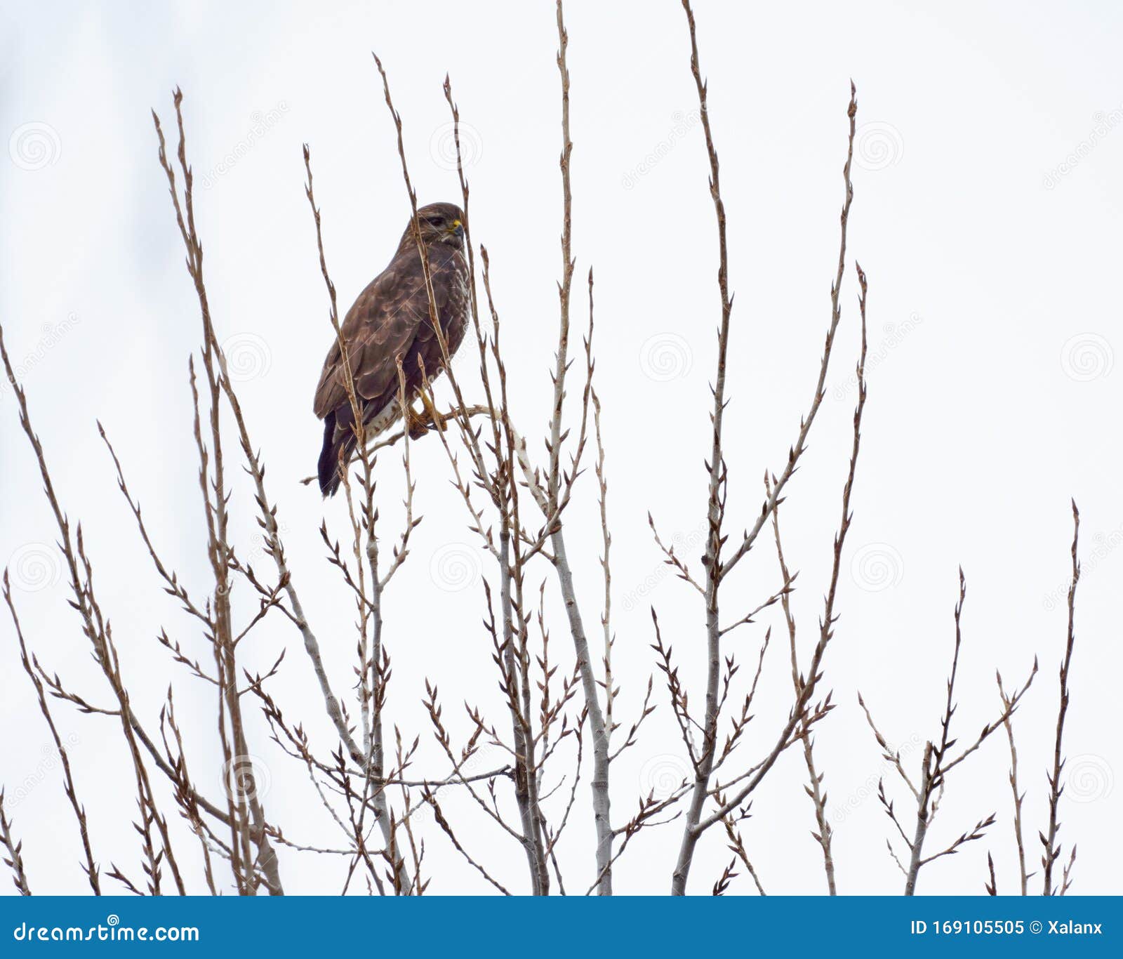 Common Buzzard Perched on a Tree Stock Image - Image of wildlife, buteo ...