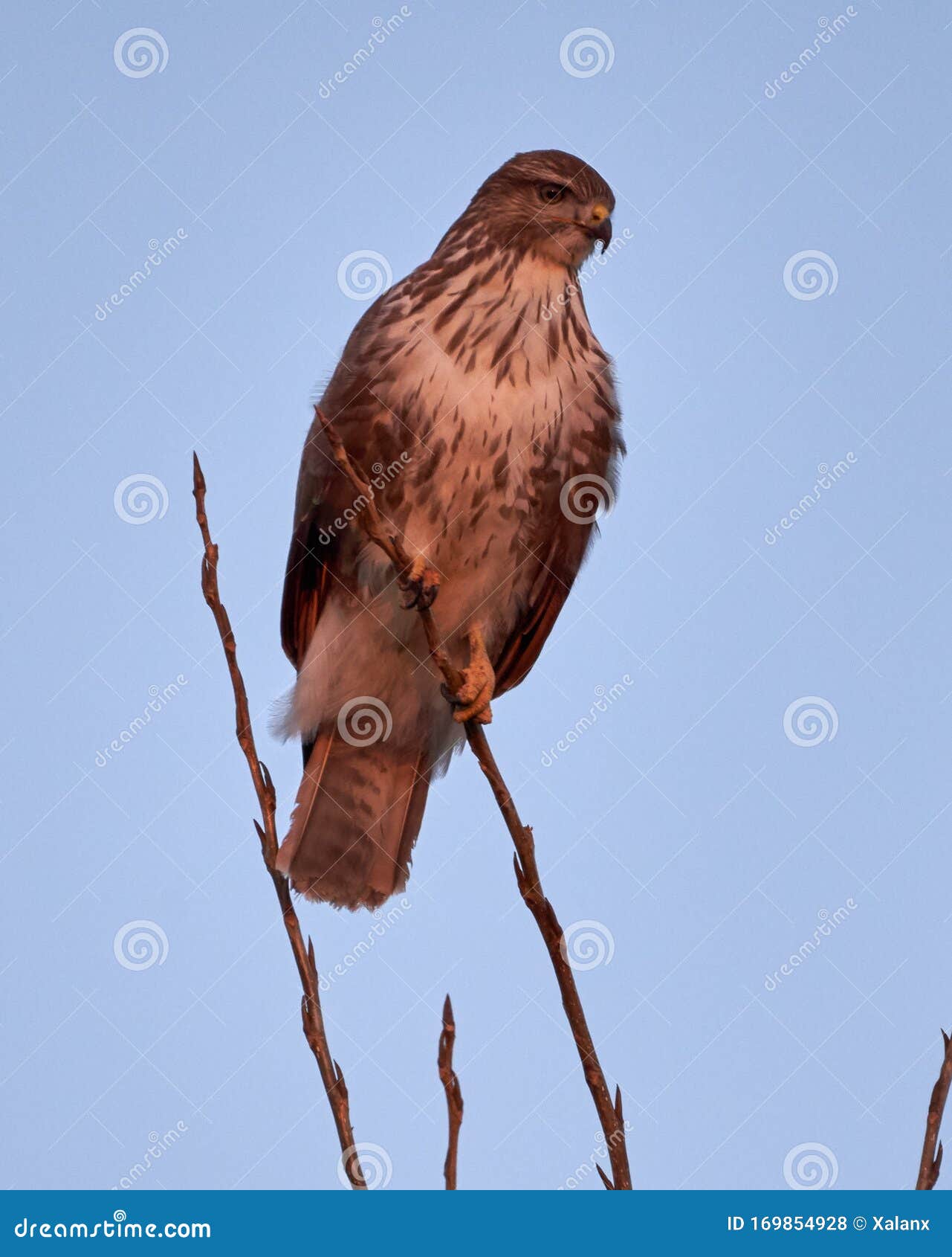Common Buzzard Perched on a Tree Stock Photo - Image of prey, flight ...