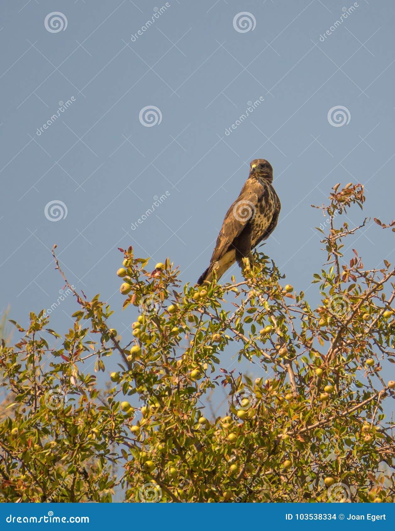 Common Buzzard Perching on Fruit Tree Stock Photo - Image of common ...