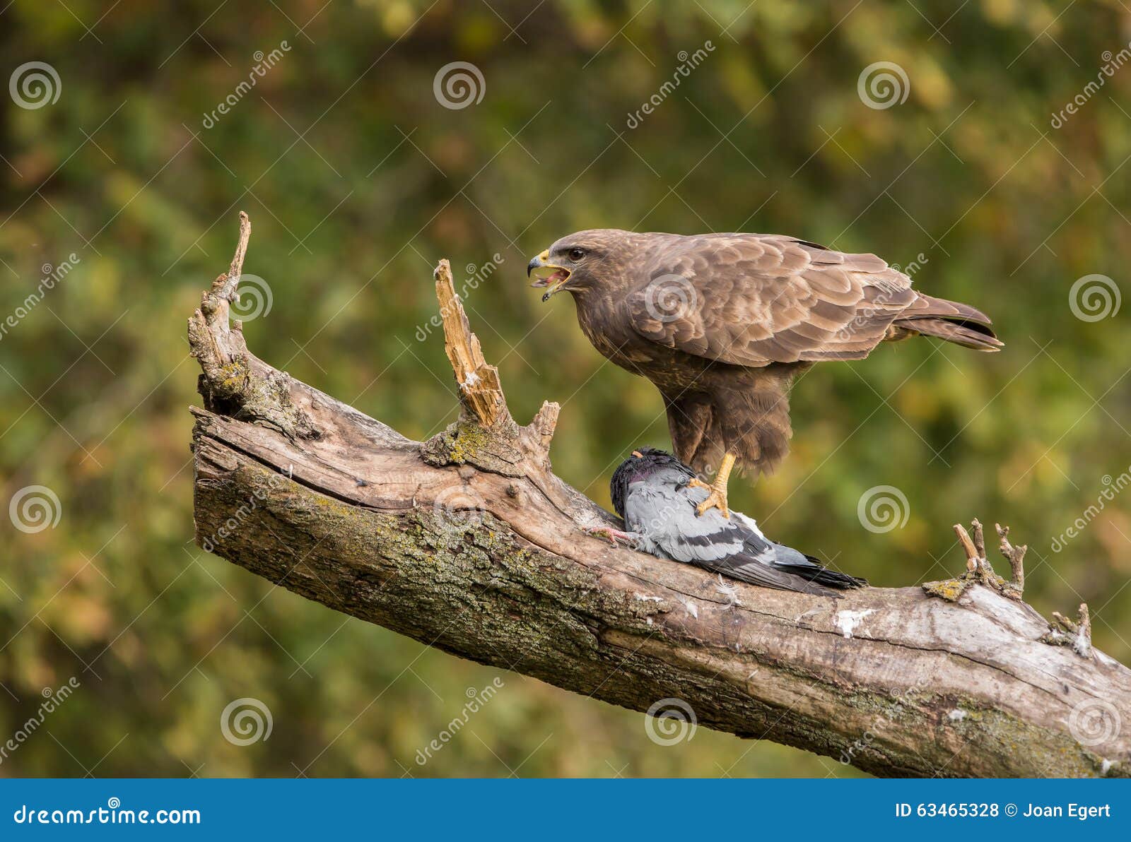 Common Buzzard with pigeon stock photo. Image of prey - 63465328