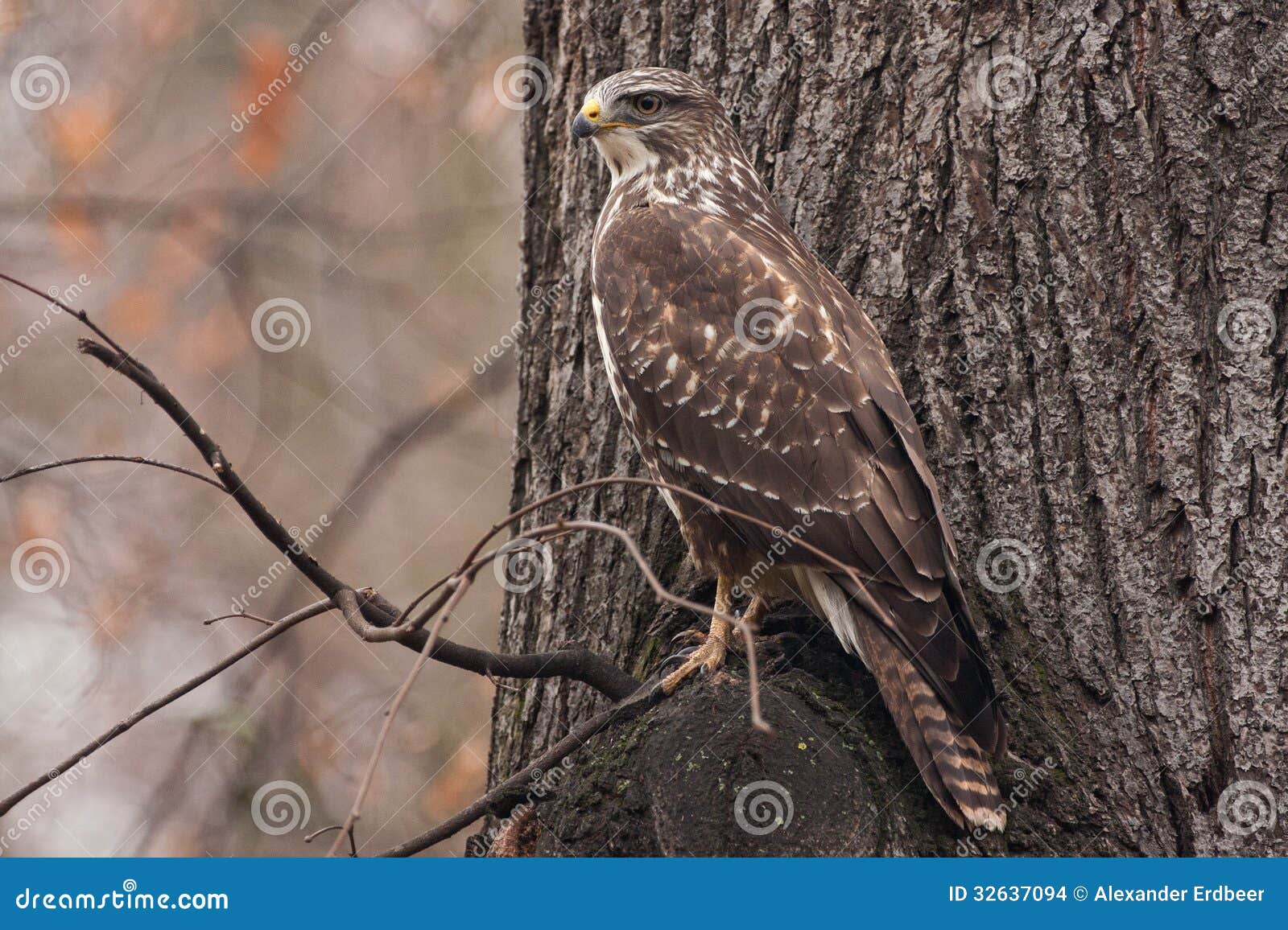 Common buzzard stock photo. Image of common, prey, wild - 32637094