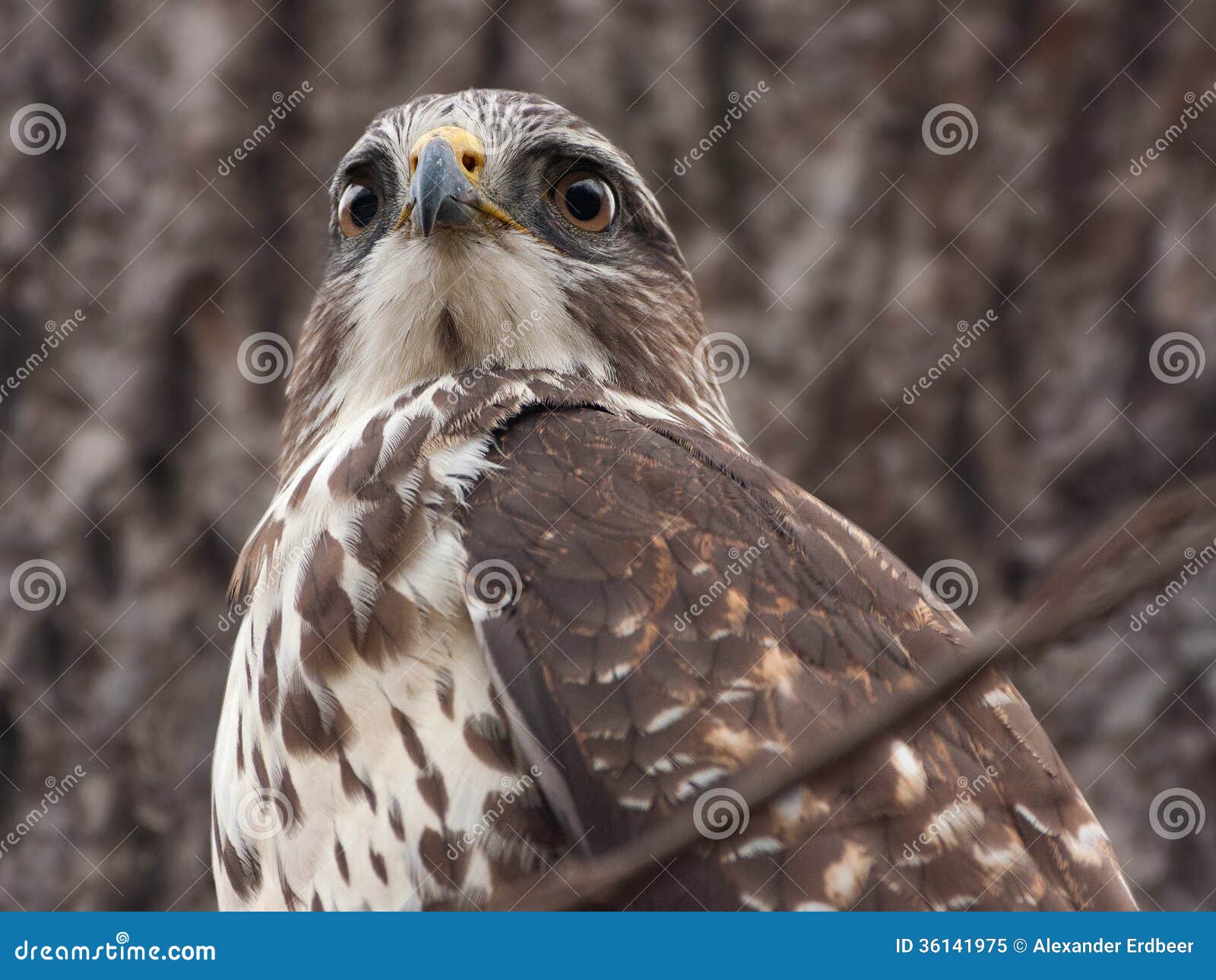 Common buzzard stock image. Image of watching, brown - 36141975