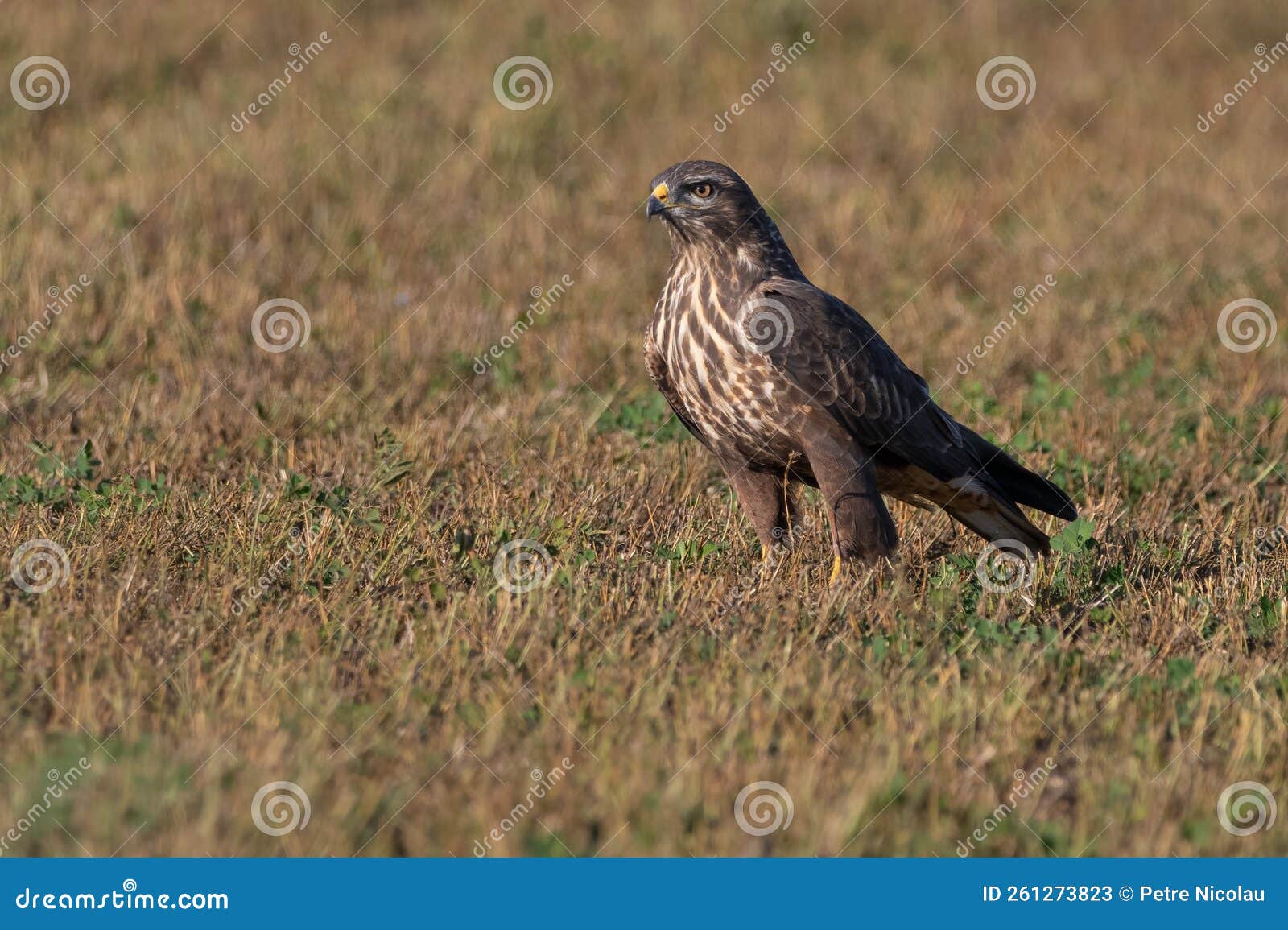 Common Buzzard Portrait Close Up Stock Image - Image of portrait ...