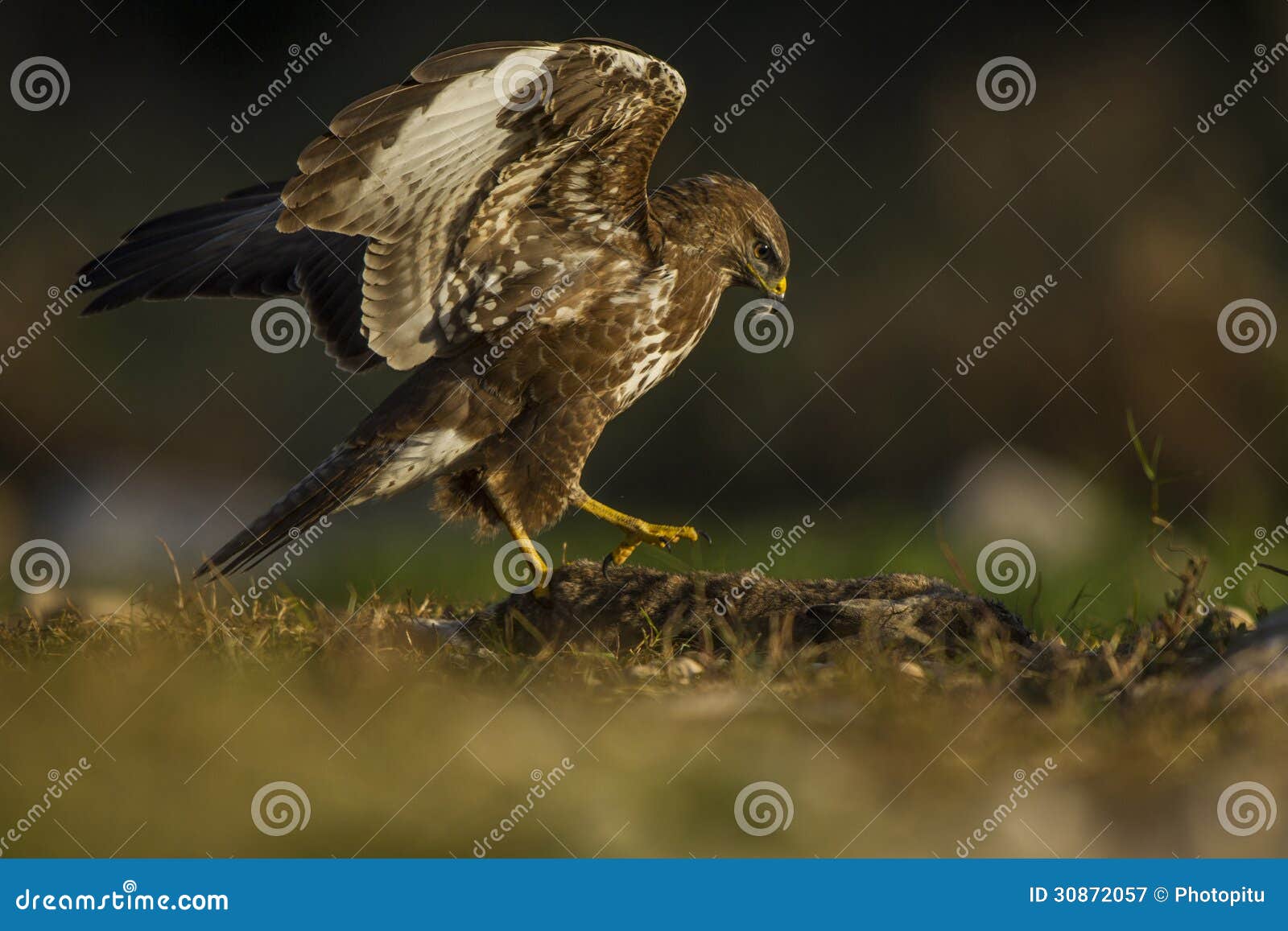 Common buzzard with prey stock image. Image of common - 30872057