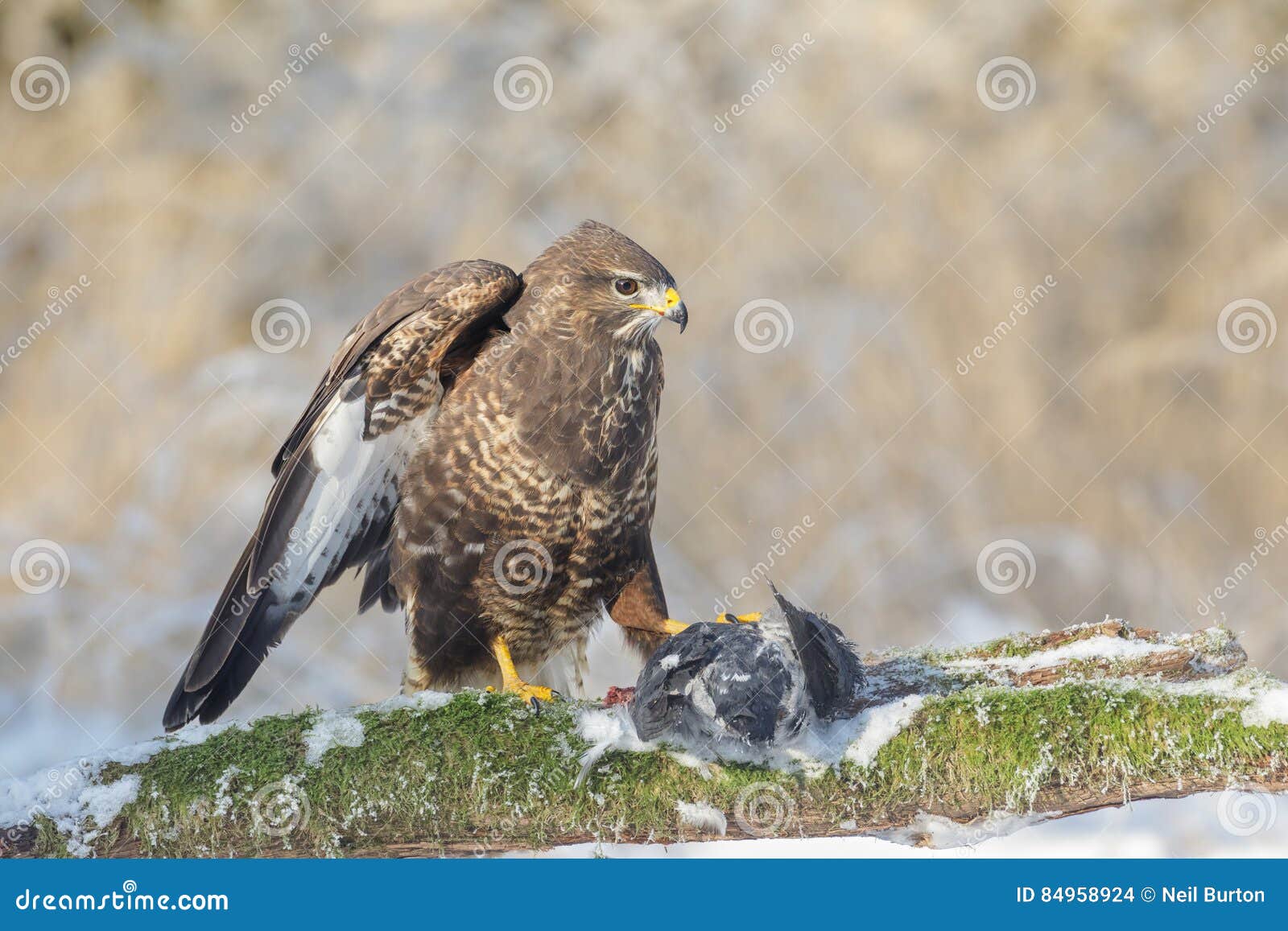 Common buzzard with prey stock photo. Image of animal - 84958924