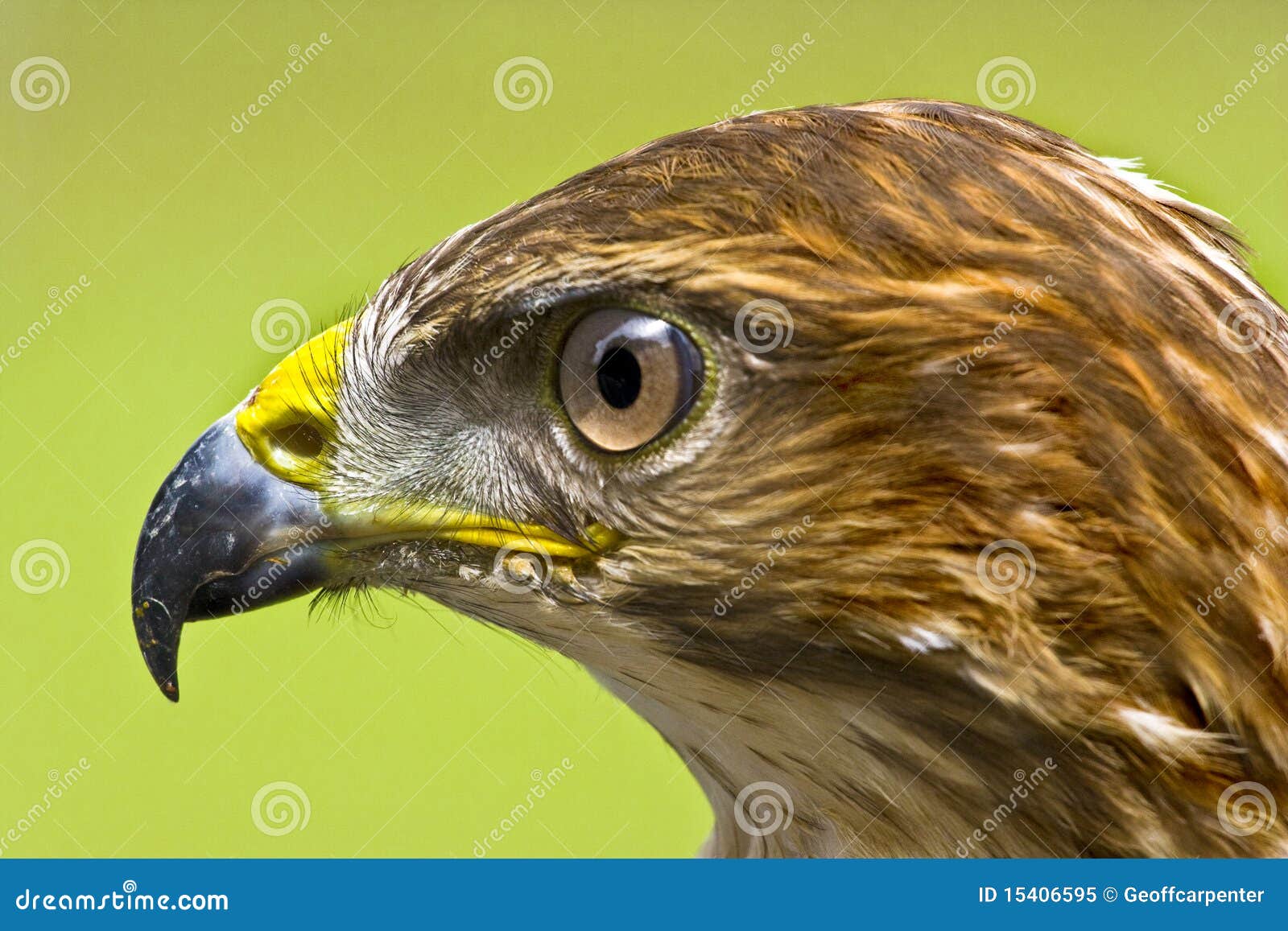 Common Buzzard Profile stock image. Image of bird, profile - 15406595