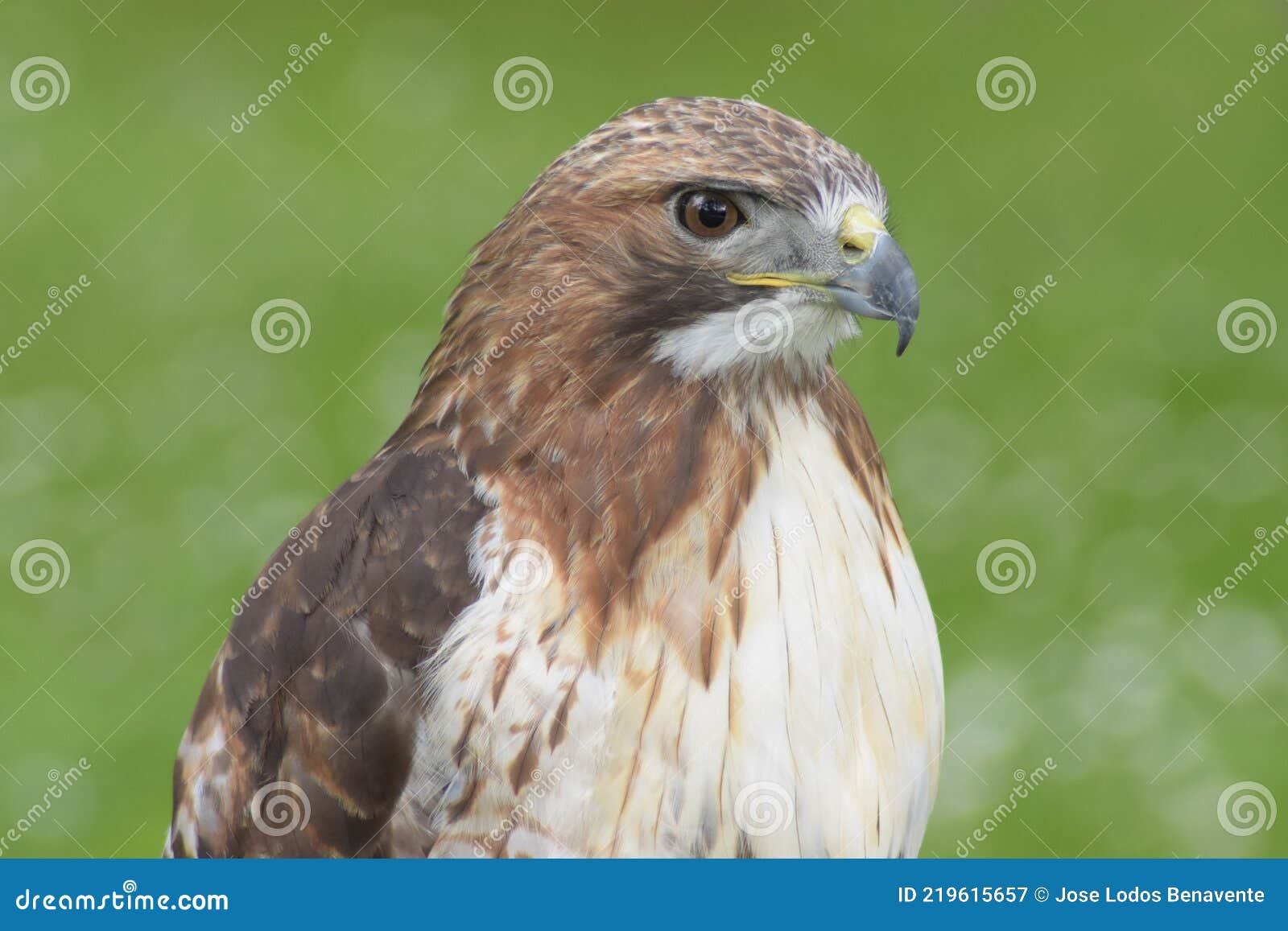 Common Buzzard, Profile Portrait with Green Background. Stock Image ...