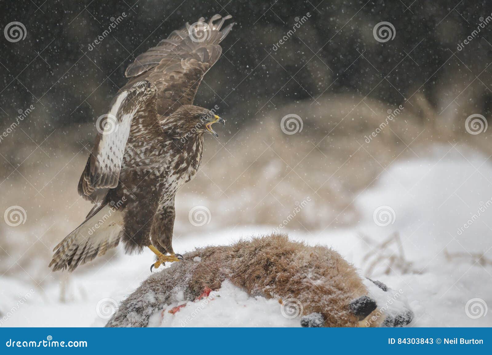 Common Buzzard Protecting His Dinner Stock Image - Image of grass ...