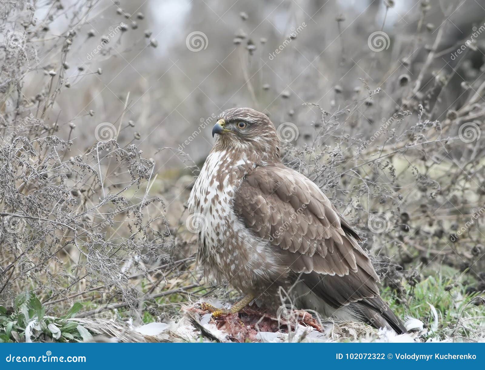 Common Buzzard Sits on the Ground Stock Photo - Image of feed ...