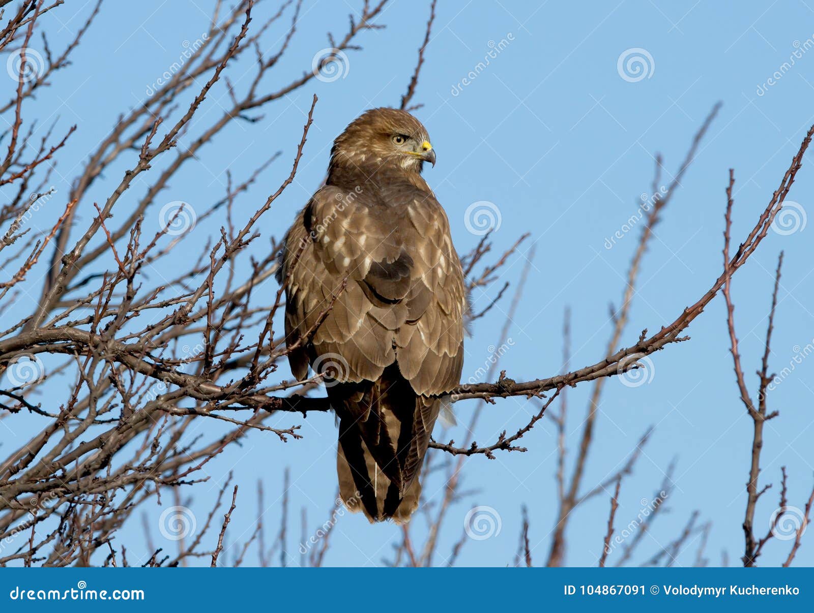 Common Buzzard Sits in Thick Branches Close Up View Stock Image - Image ...