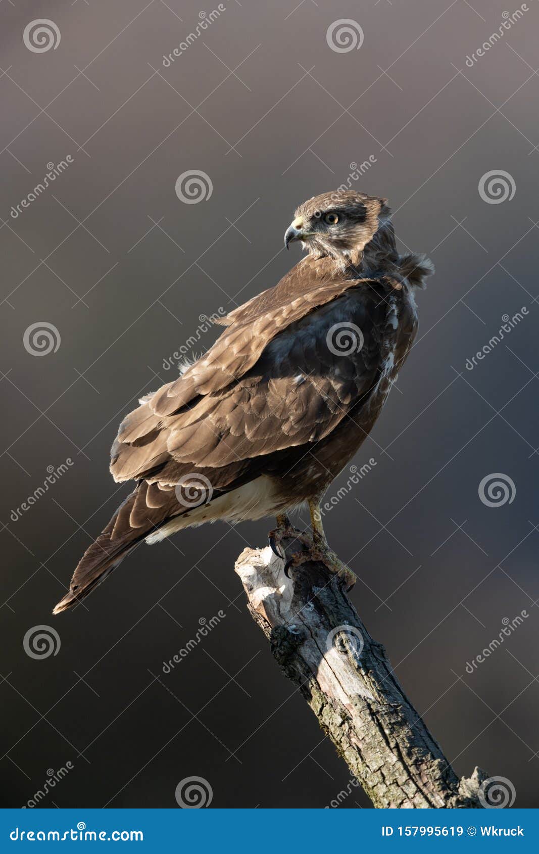 Common buzzard stock image. Image of tree, trees, ornithology - 157995619