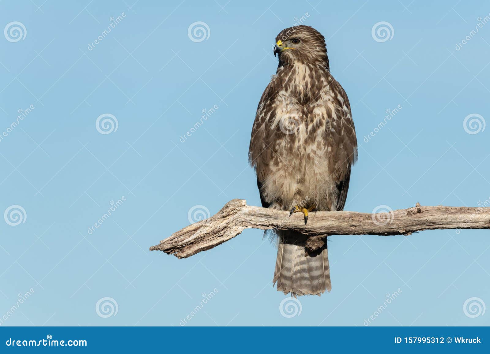 Common buzzard stock photo. Image of ornithology, germany - 157995312
