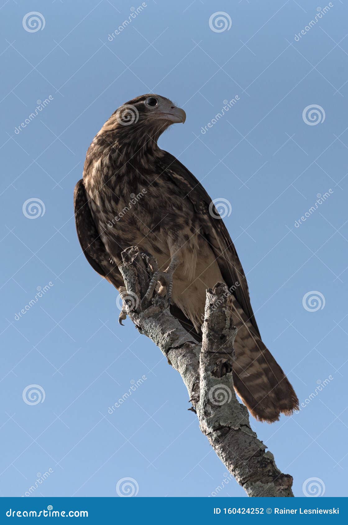 Buzzard Sitting On A Tree Stump Royalty-Free Stock Image ...