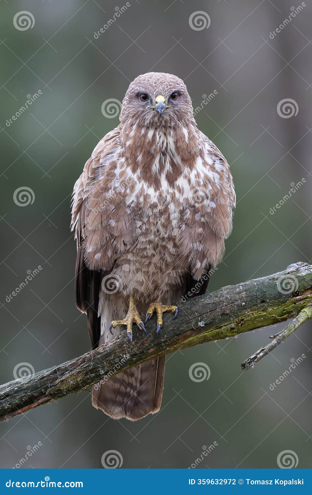 Common Buzzard Buteo Sitting On A Branch Cartoon Vector | CartoonDealer ...