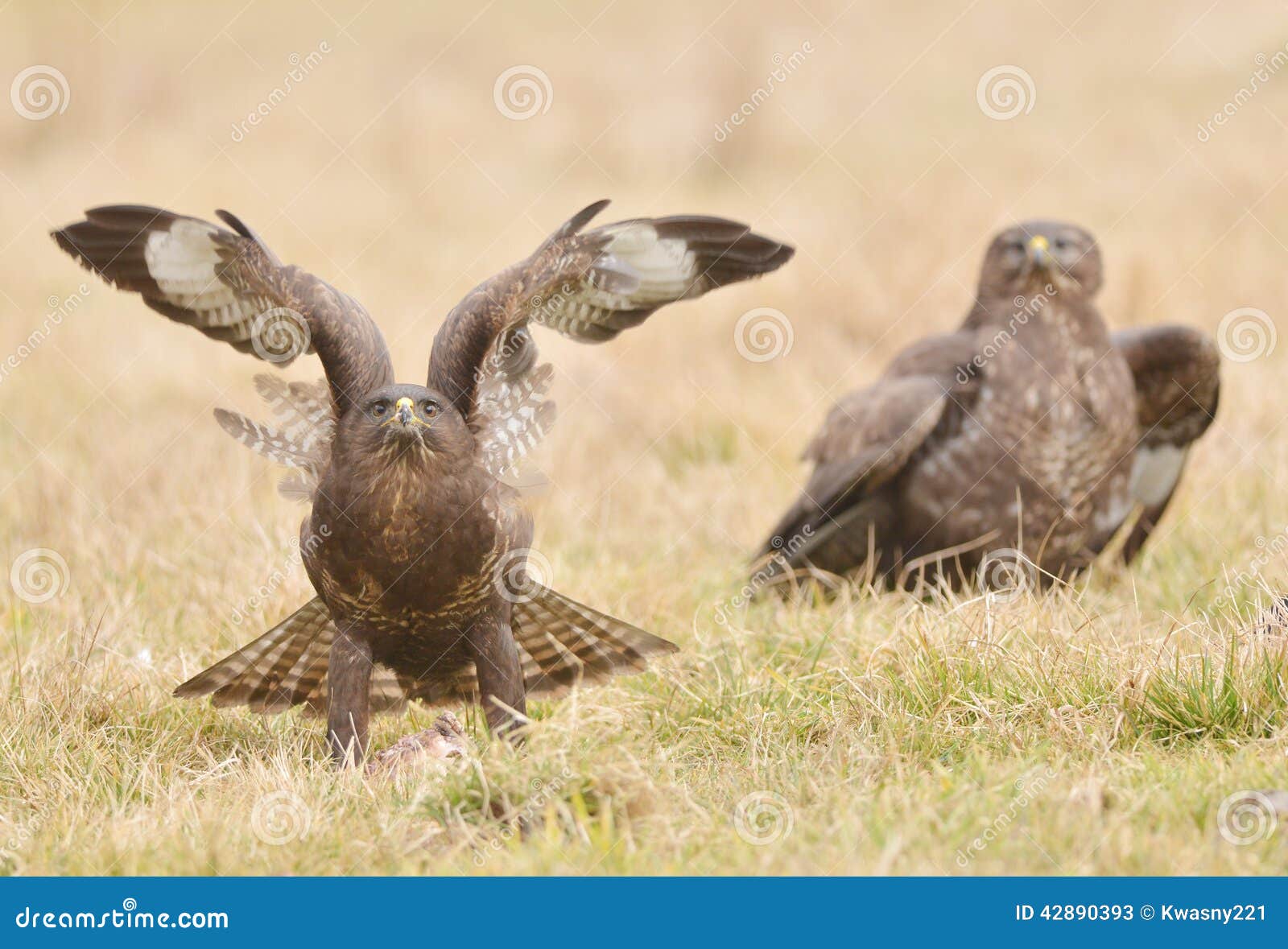 Common buzzard stock image. Image of meat, face, mouse - 42890393