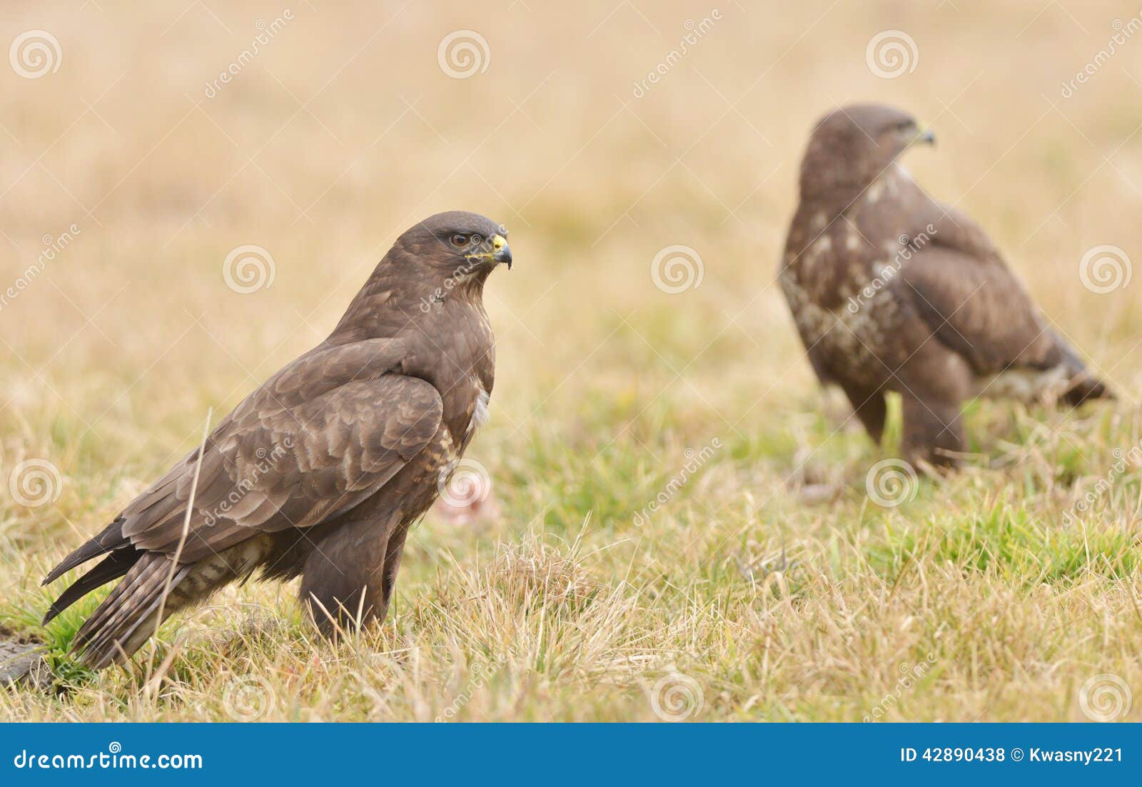 Common buzzard stock photo. Image of isolated, food, meat - 42890438