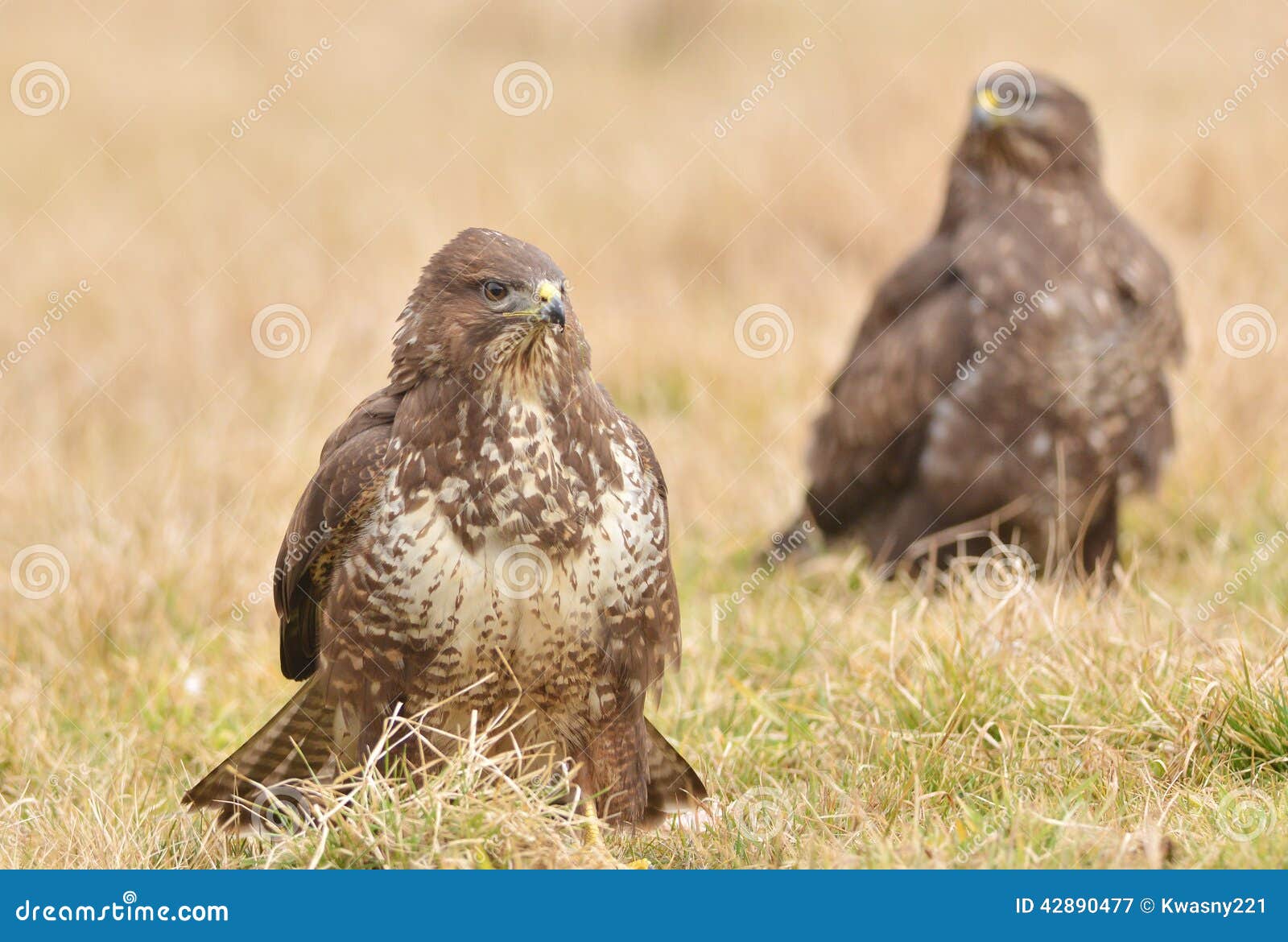 Common buzzard stock image. Image of avian, beat, black - 42890477