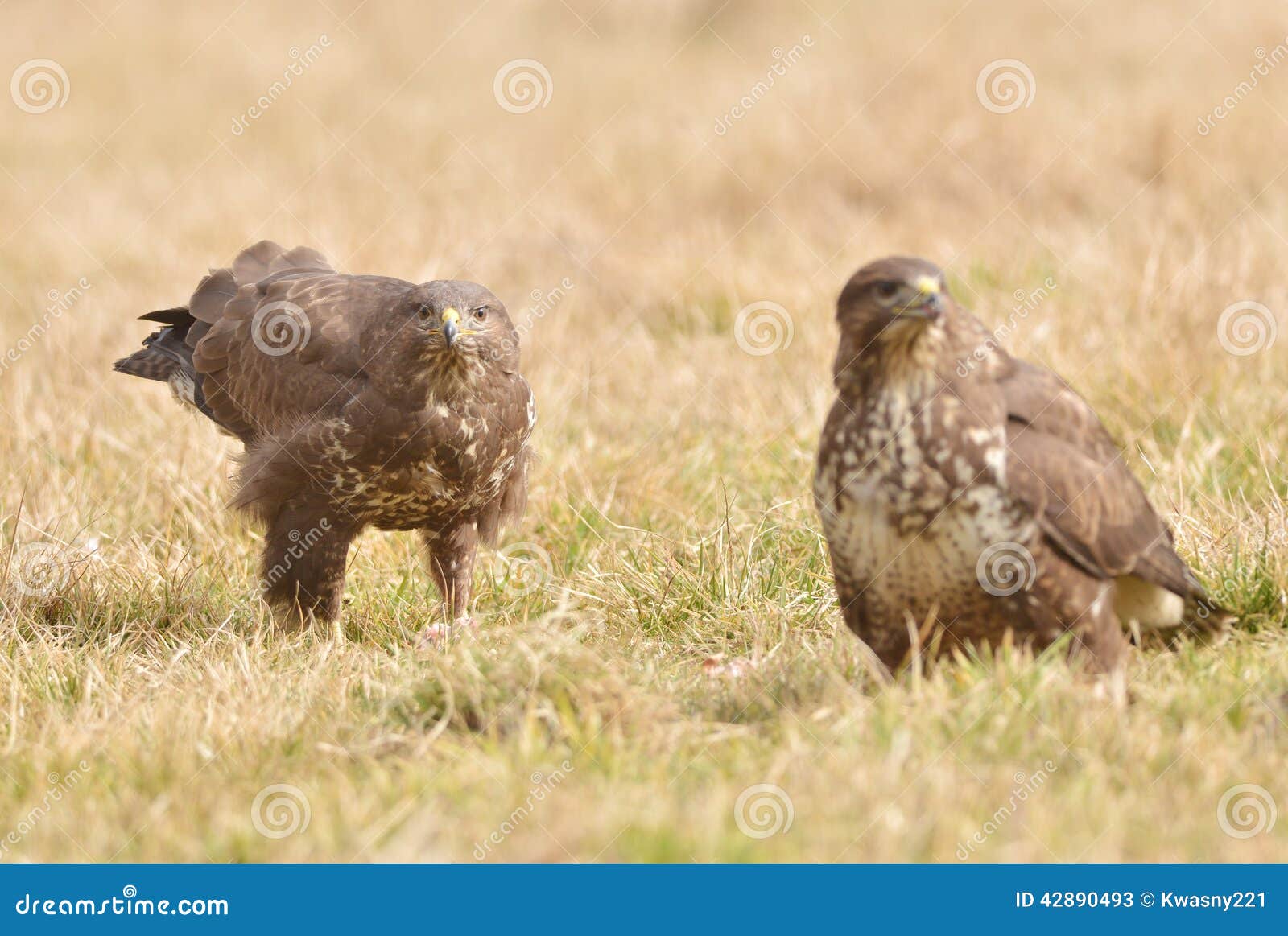 Common buzzard stock image. Image of feathers, black - 42890493