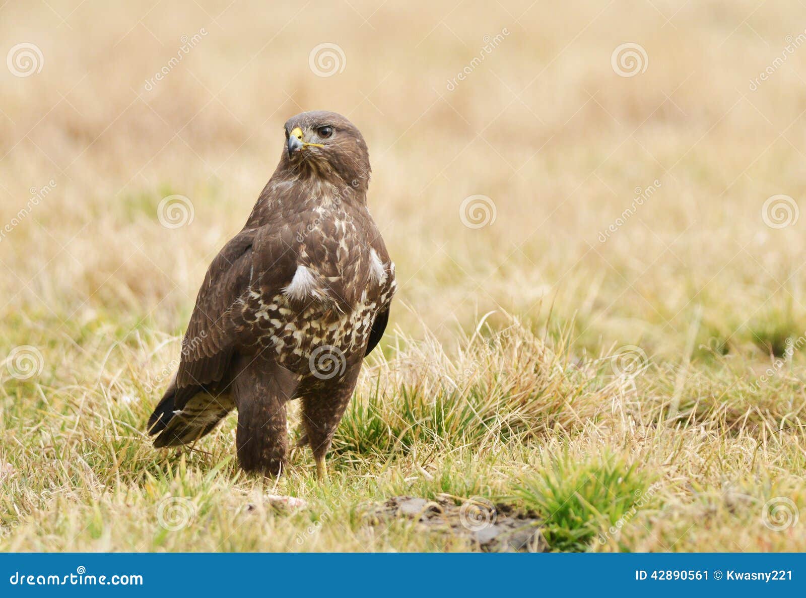 Common buzzard stock image. Image of mice, lunch, brown - 42890561
