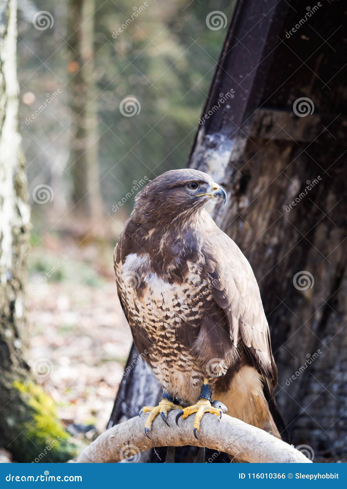 Common Buzzard Sitting on a Perch Stock Photo - Image of common ...