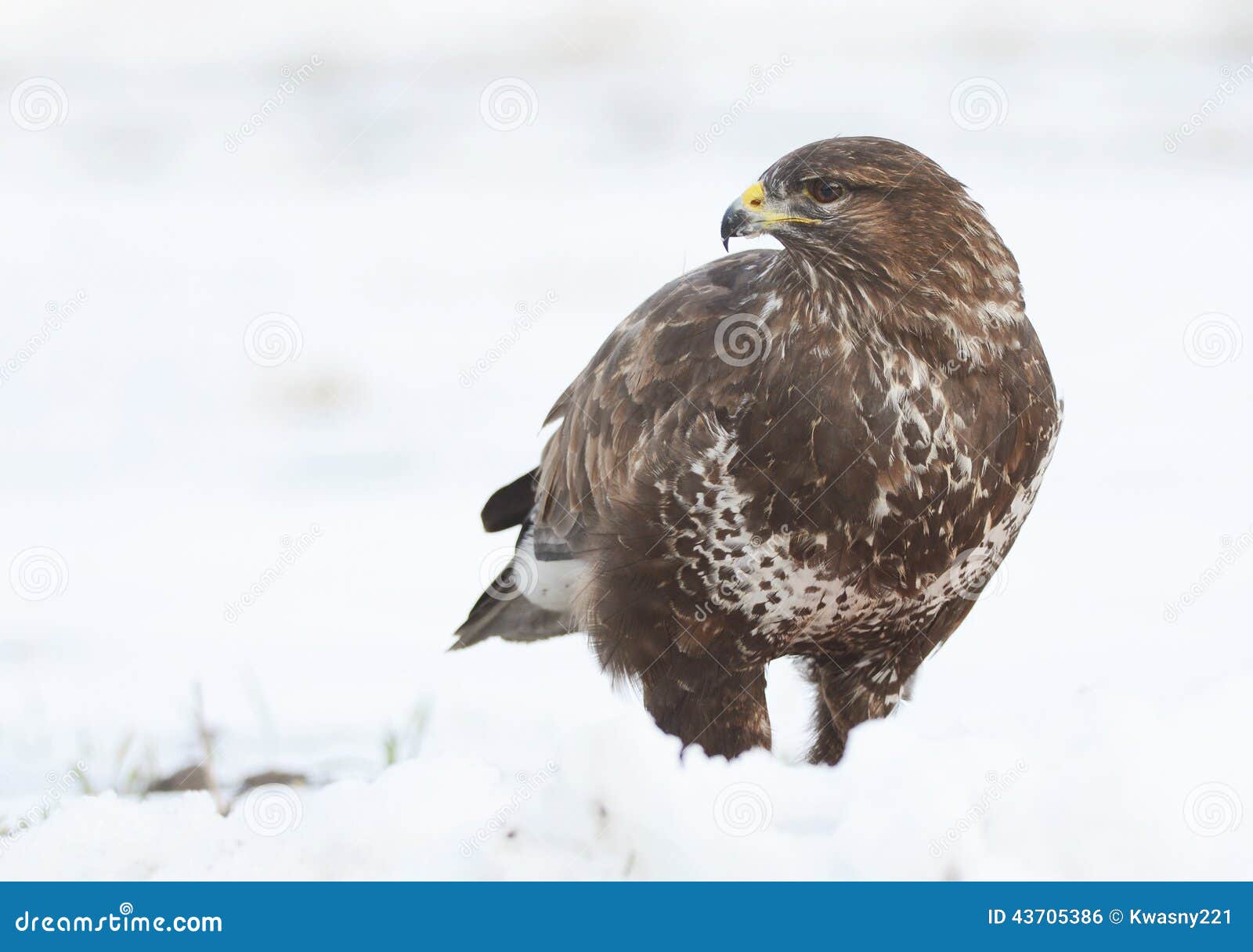 Common buzzard stock photo. Image of blizzard, telephoto - 43705386