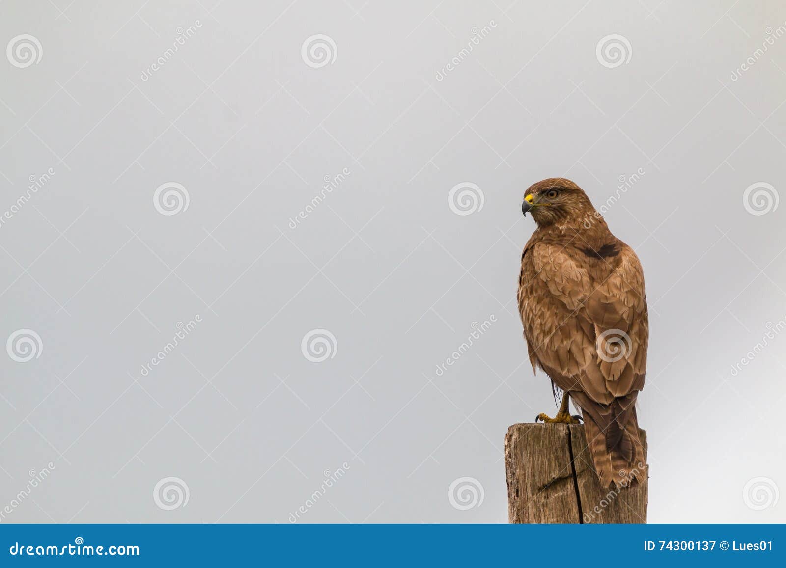 Common buzzard stock image. Image of detail, landscape - 74300137