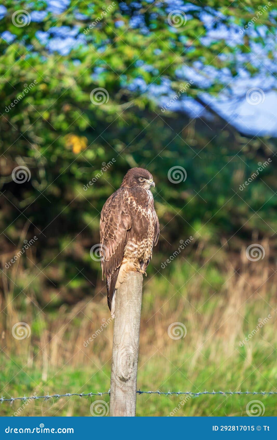 Common Buzzard Sitting on a Wood Post Stock Image - Image of sunlight ...