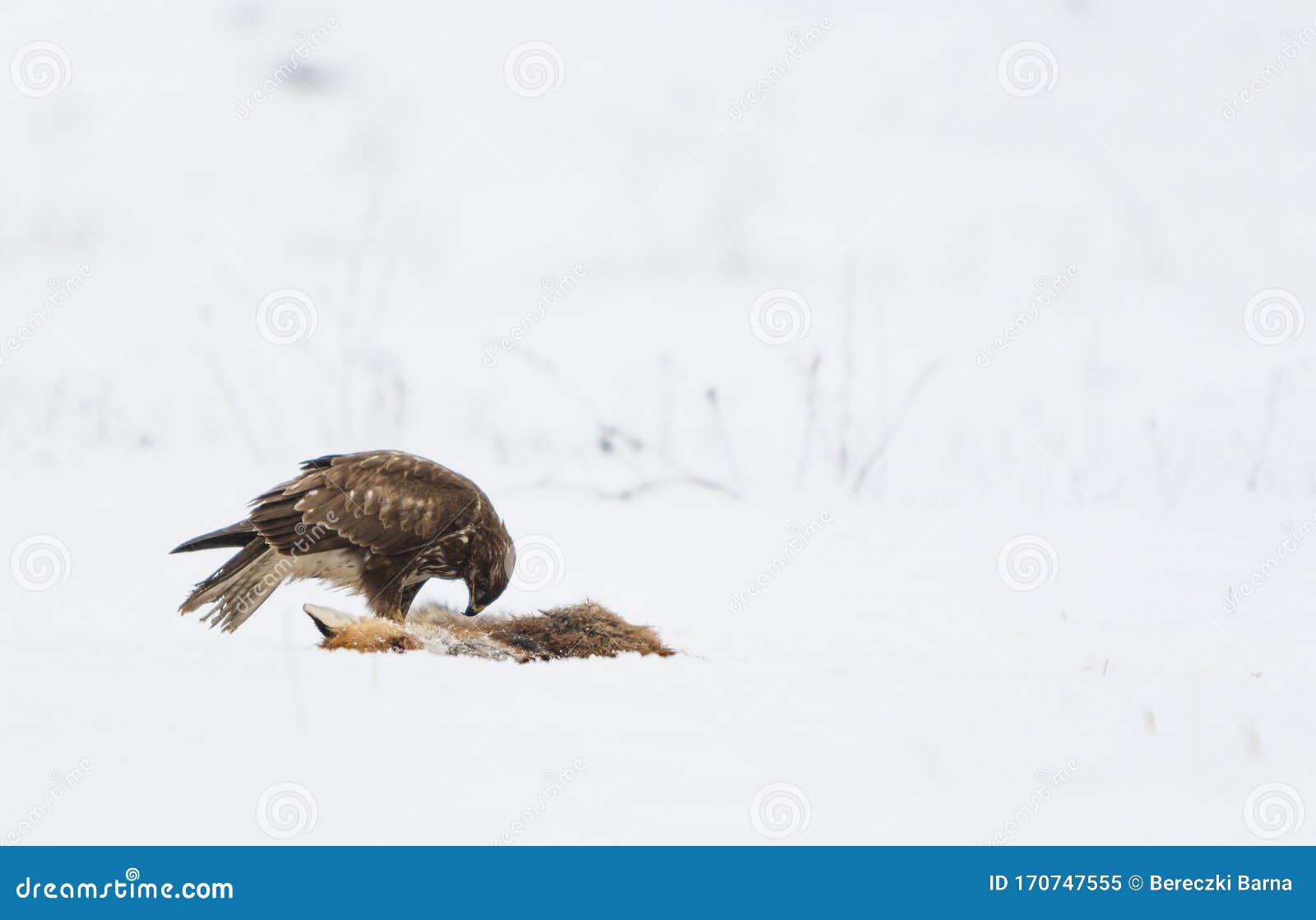 Common Buzzard in the Snow with Dead Fox Stock Image - Image of buteo ...