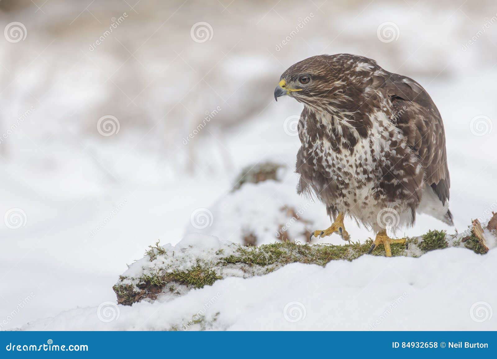 Common buzzard in snow stock photo. Image of landing - 84932658