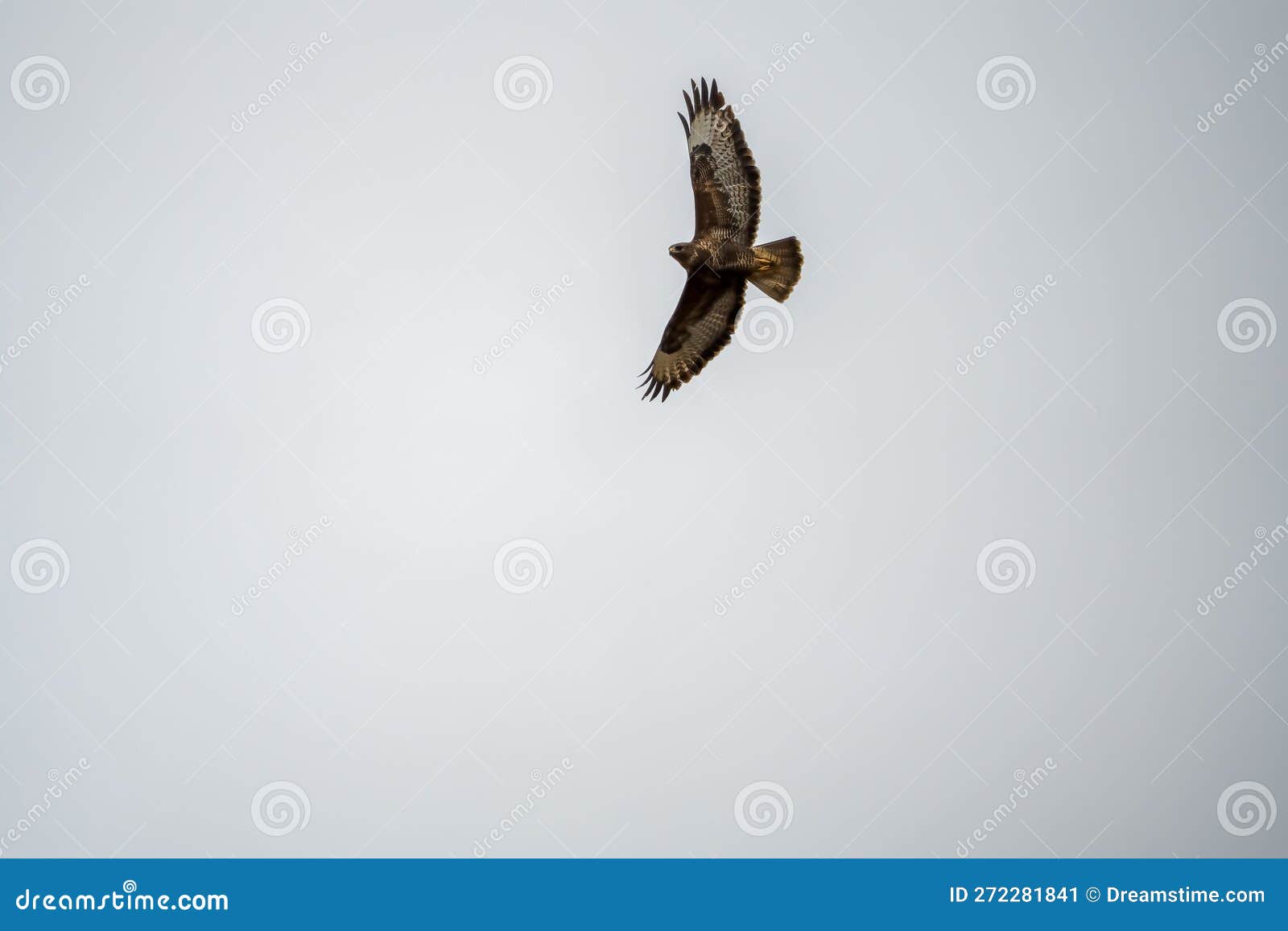 Common Buzzard Soaring Gracefully through the Sky, Against a Backdrop ...