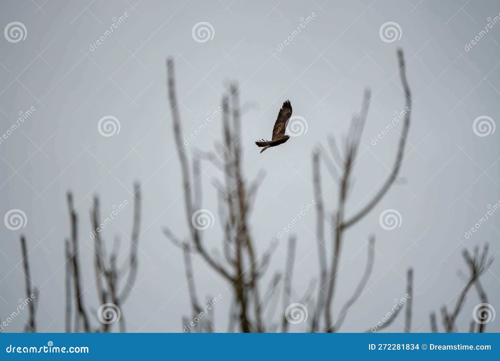 Common Buzzard Soaring Gracefully through the Sky, Seen through Tree ...