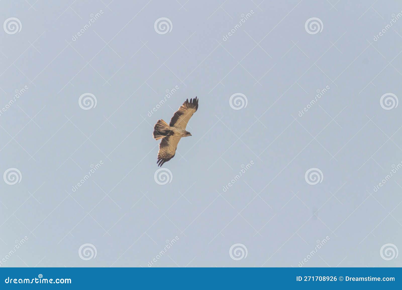Common Buzzard Soaring with Outstretched Wings Stock Photo - Image of ...