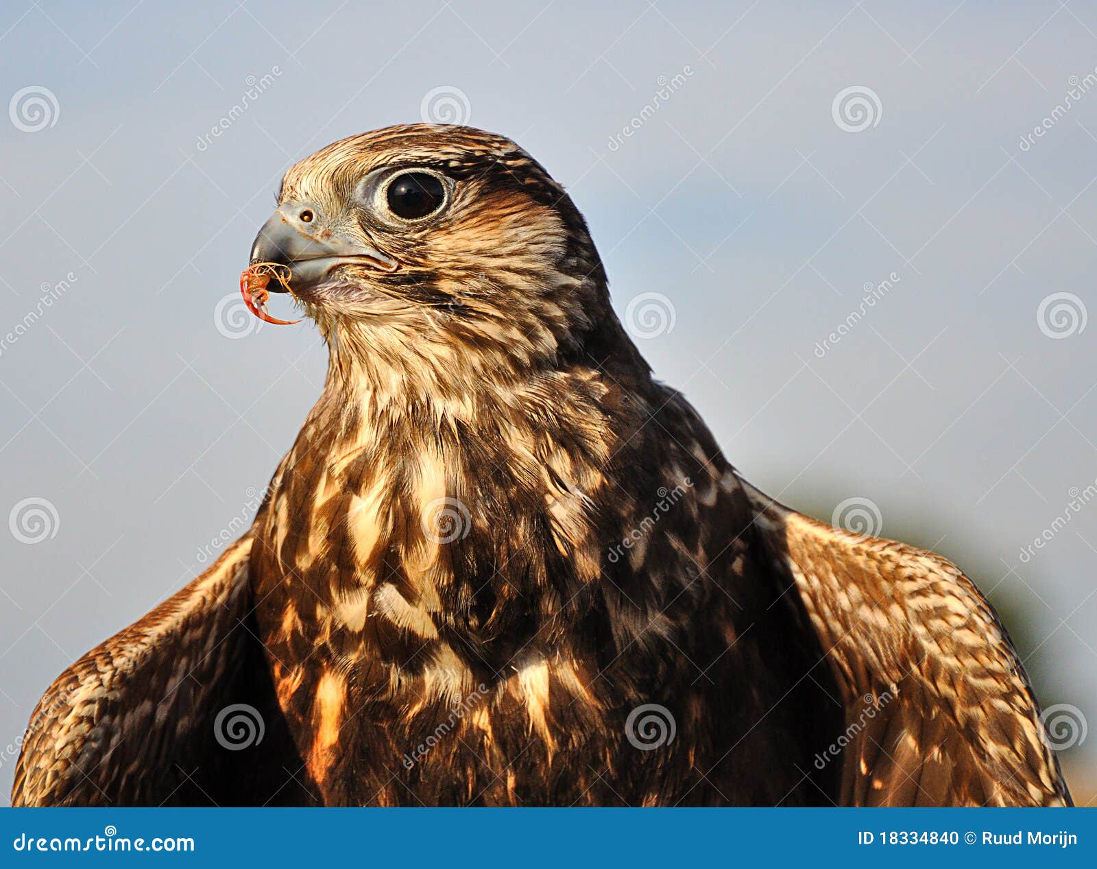 Common Buzzard With Spread Wings And A Small Prey Stock Photo - Image ...
