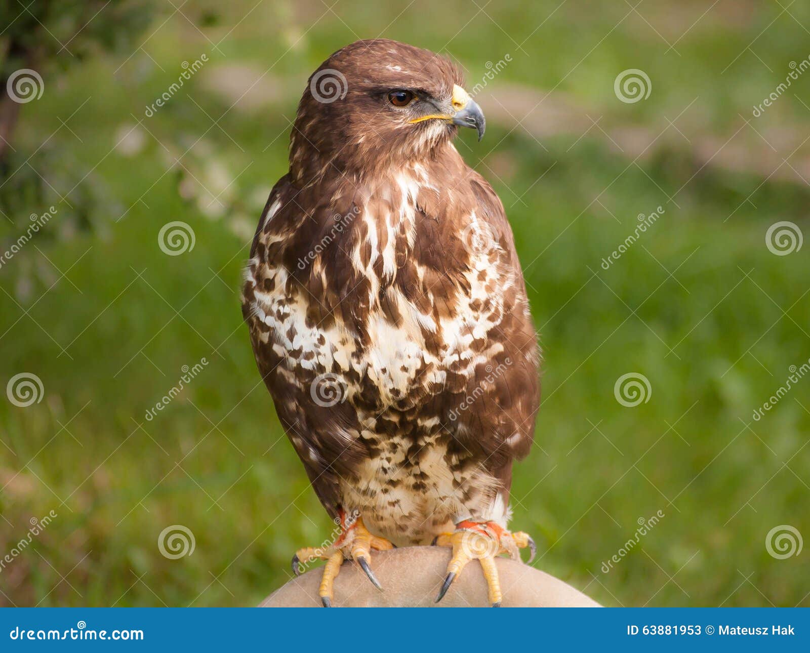 Common buzzard stock image. Image of green, buzzard, common - 63881953