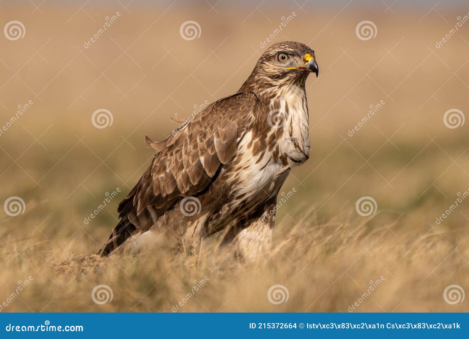Common Buzzard Standing Alone Stock Photo - Image of meat, deer: 215372664