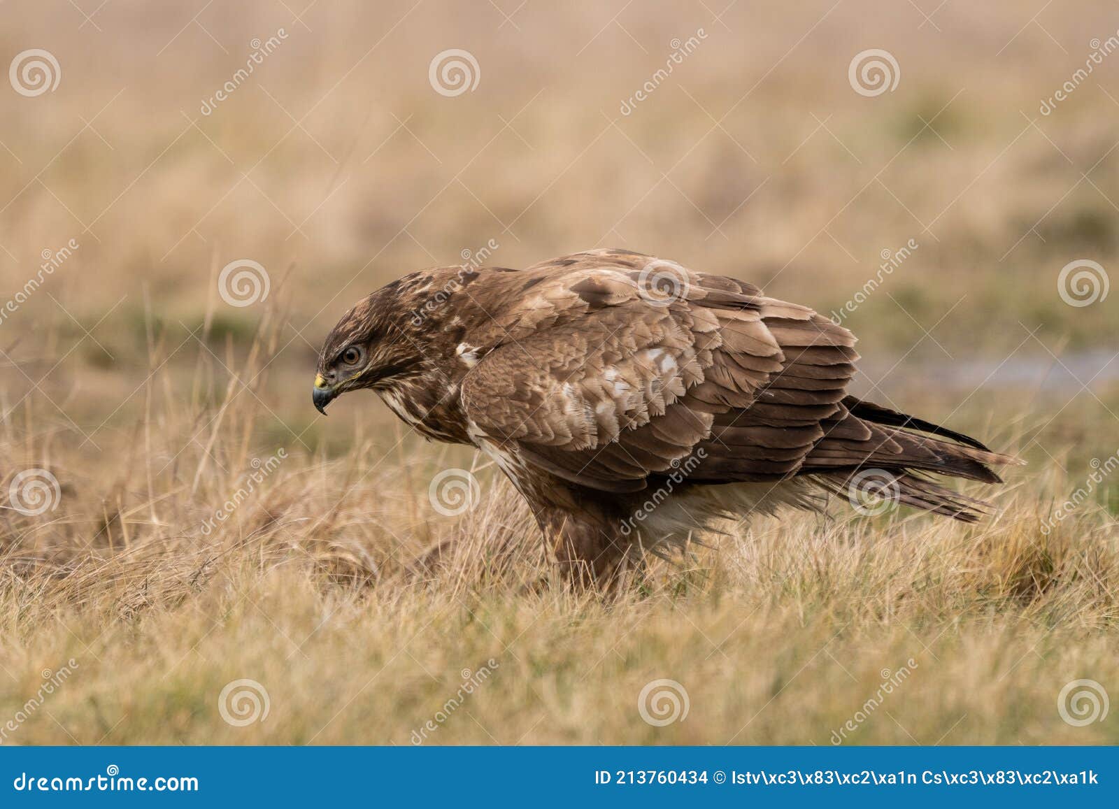 Common Buzzard Standing Alone Stock Photo - Image of friesland, meat ...
