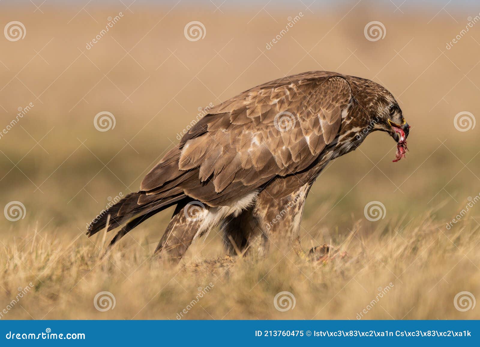 Common Buzzard Standing Alone Stock Image - Image of natural, alone ...