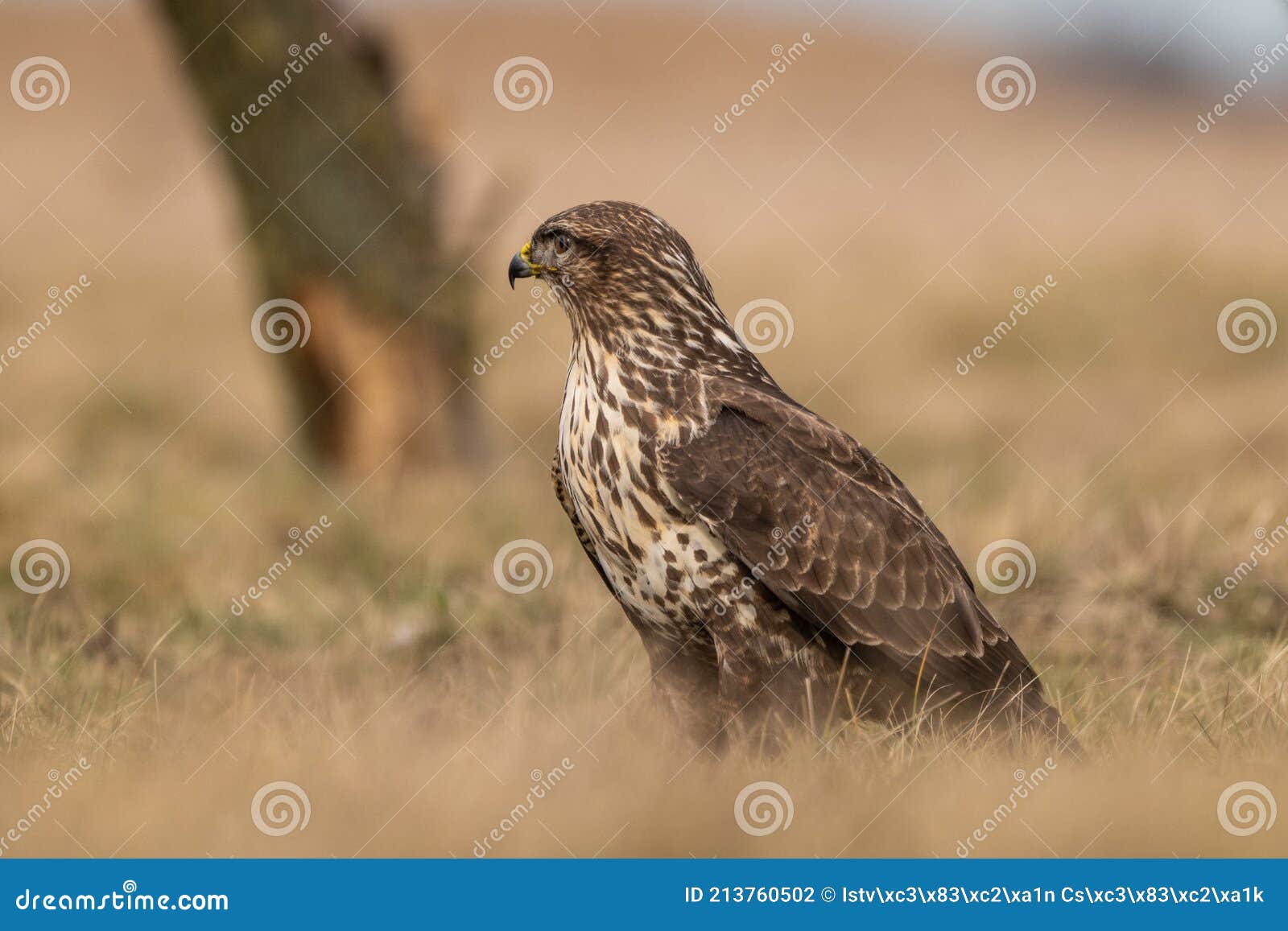 Common Buzzard Standing Alone Stock Photo - Image of lauwersmeer ...