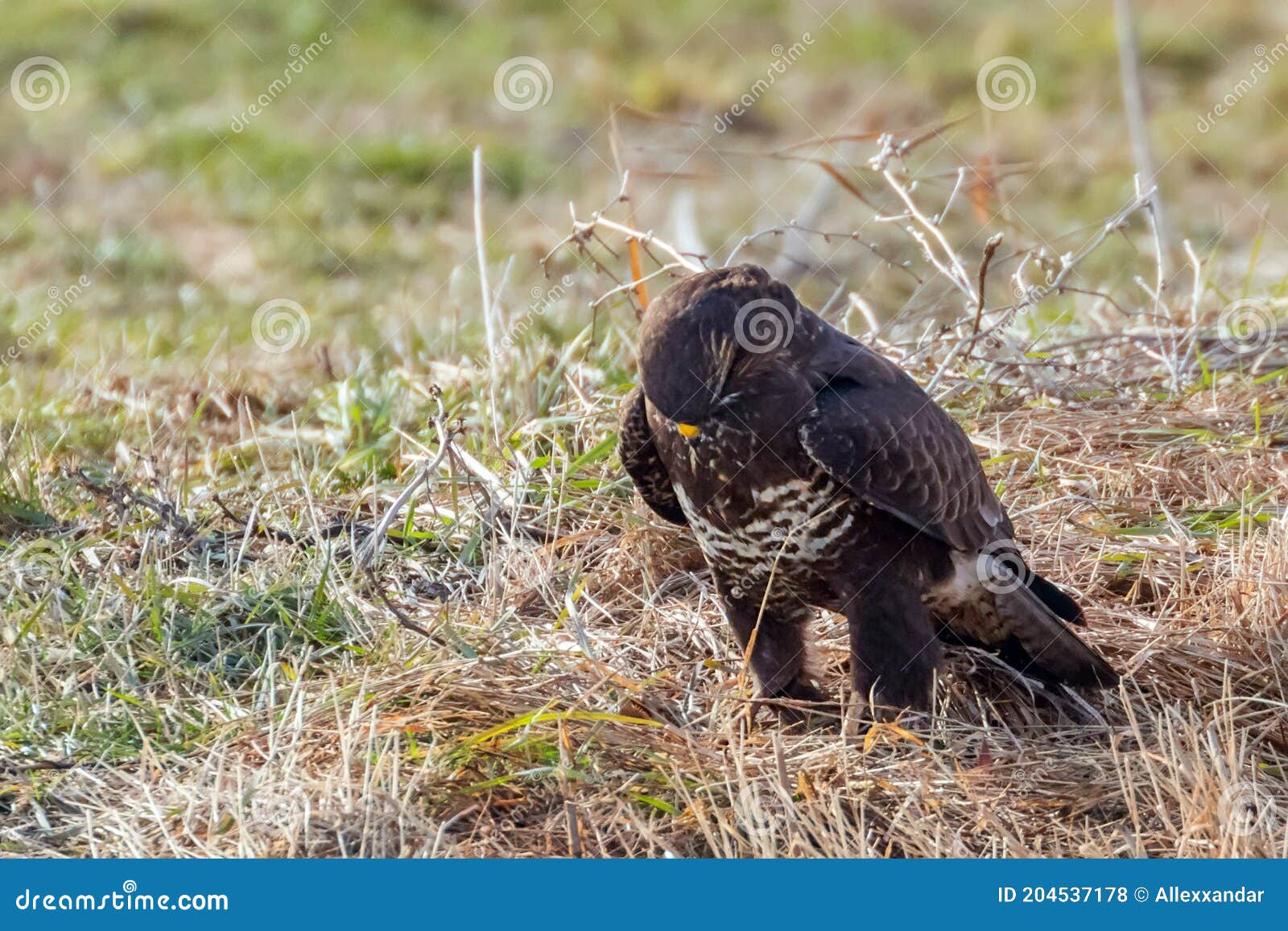 Common Buzzard Standing on the Ground (Buteo Buteo Stock Photo - Image ...
