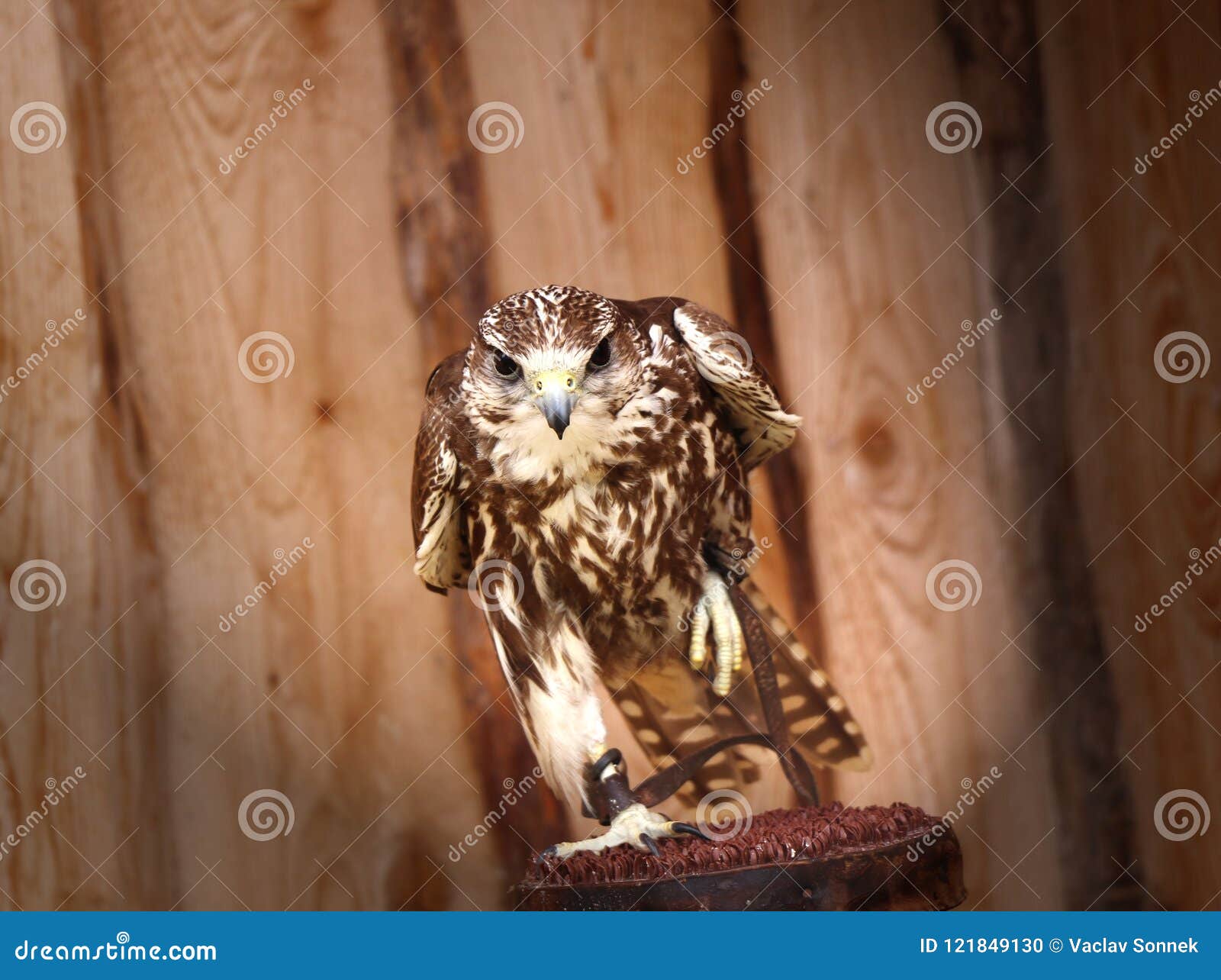 Common Buzzard Standing on Perch Waiting for Your Fly Buteo Buteo Stock ...