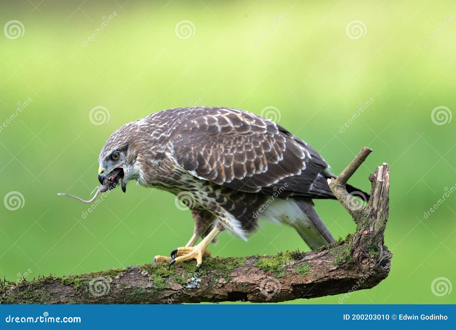 A Common Buzzard Swallowing a Mouse Stock Photo - Image of hunter ...