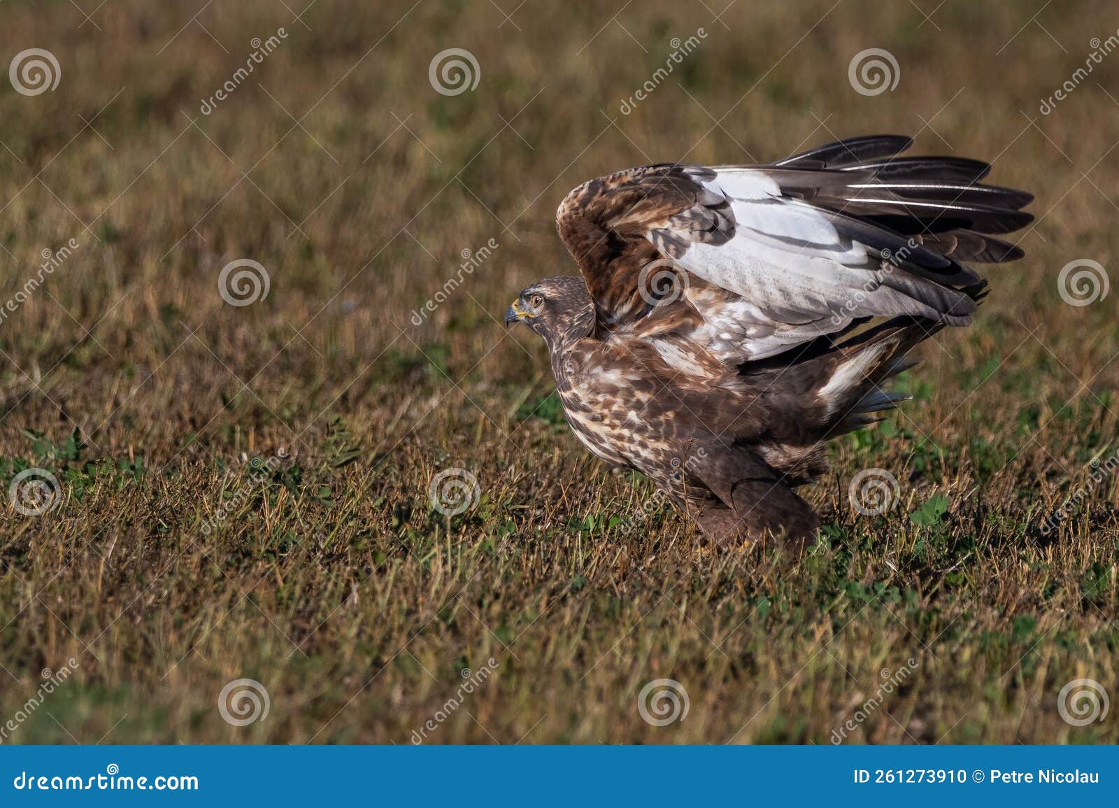 Common Buzzard Taking Flight Stock Photo - Image of sparrow, bird ...