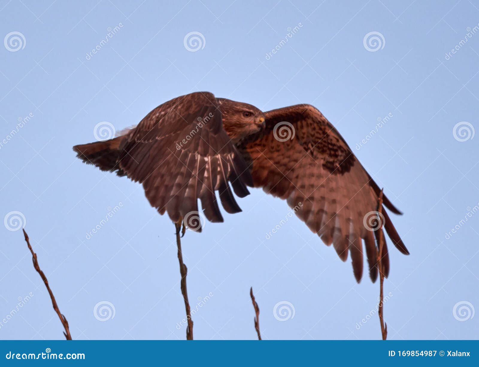 Common Buzzard Taking Flight Stock Image - Image of bird, underneath ...