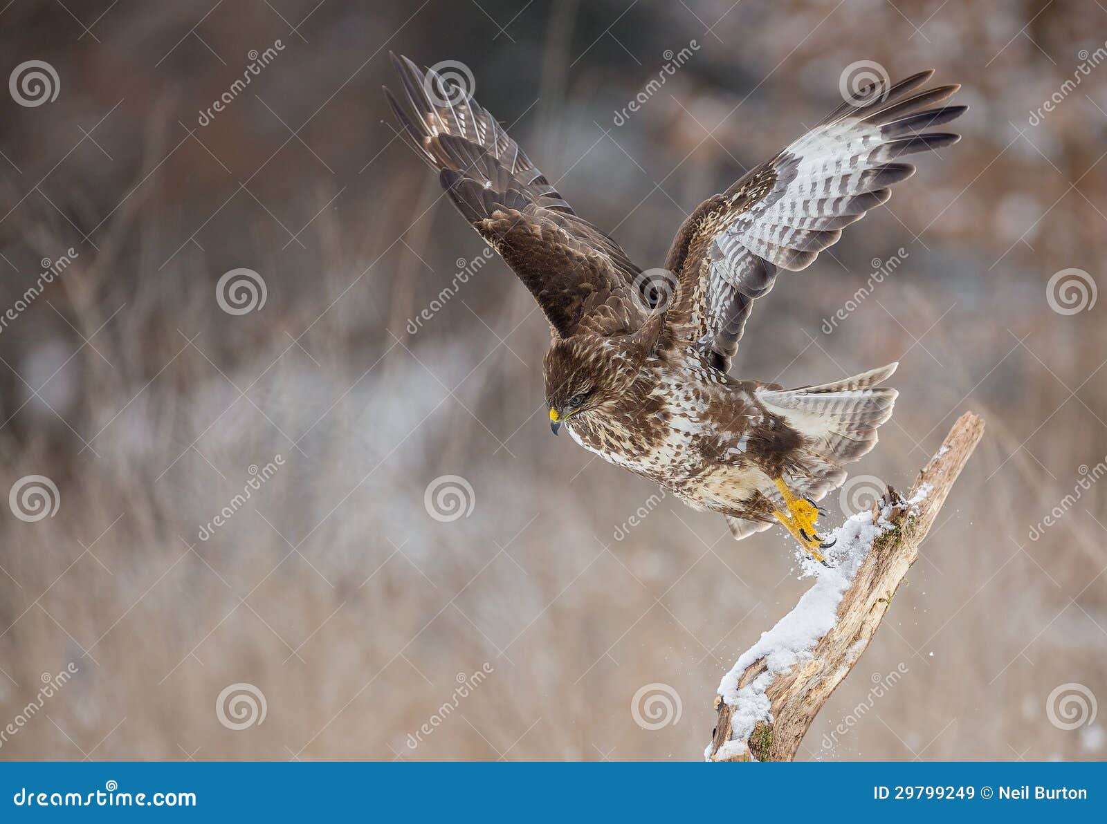 Buzzard taking flight stock image. Image of common, feather - 29799249