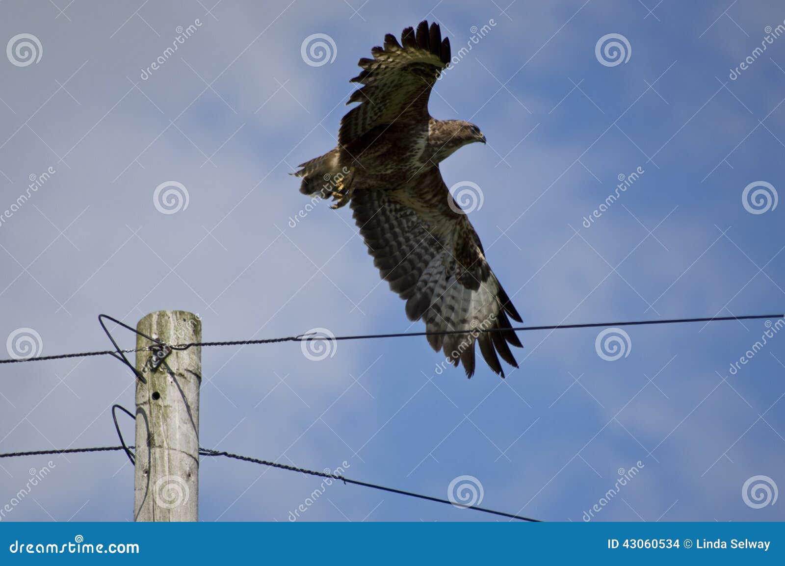 Common Buzzard Taking Flight Stock Photo - Image of wing, span: 43060534