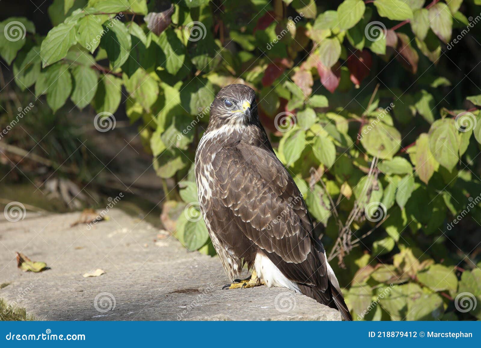 A common buzzard on a tree stock photo. Image of accipitridae - 218879412