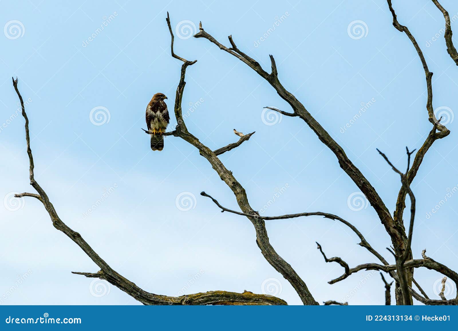 Common buzzard in a tree stock photo. Image of field - 224313134