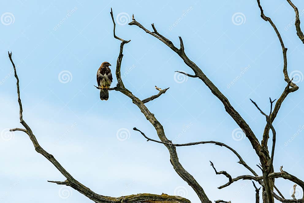 Common buzzard in a tree stock photo. Image of field - 224313134